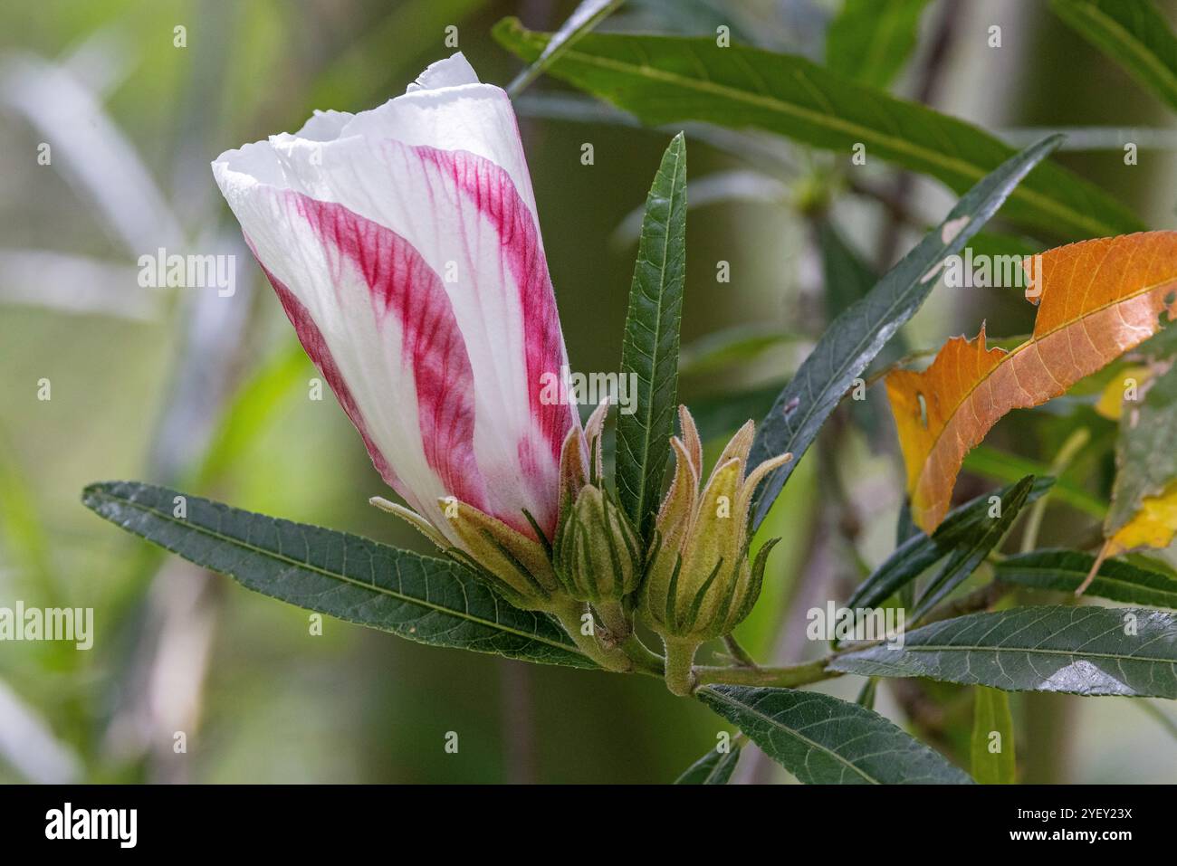 Australian Native Hibiscus in flower in bud Stock Photo - Alamy