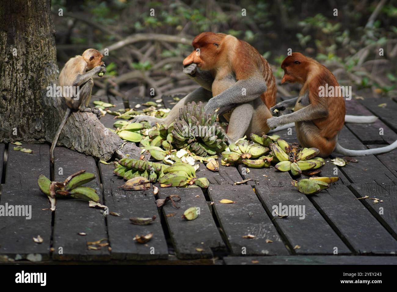 proboscis monkey in mangrove forest conservation area Stock Photo - Alamy