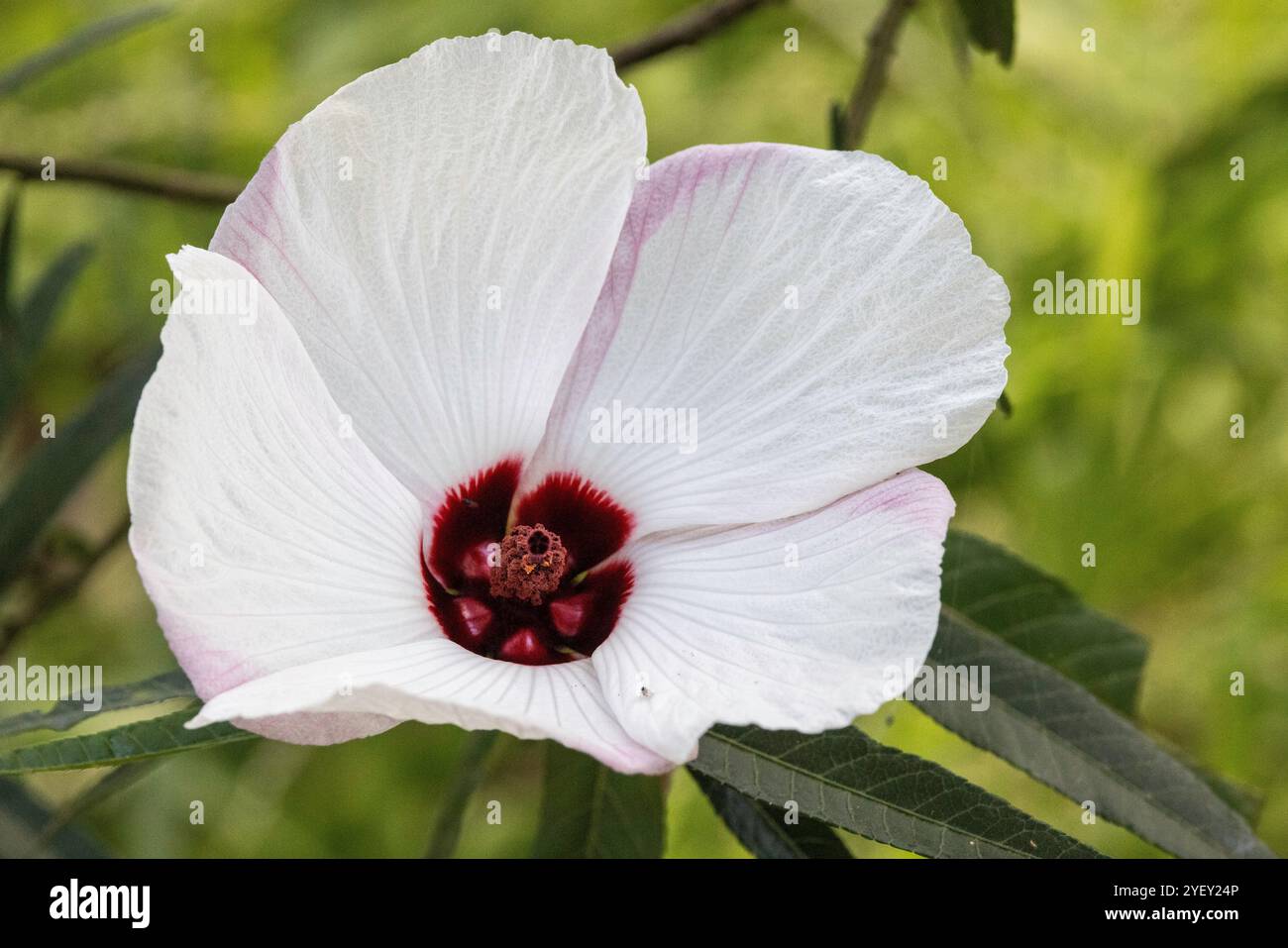 Australian Native Hibiscus in flower Stock Photo - Alamy