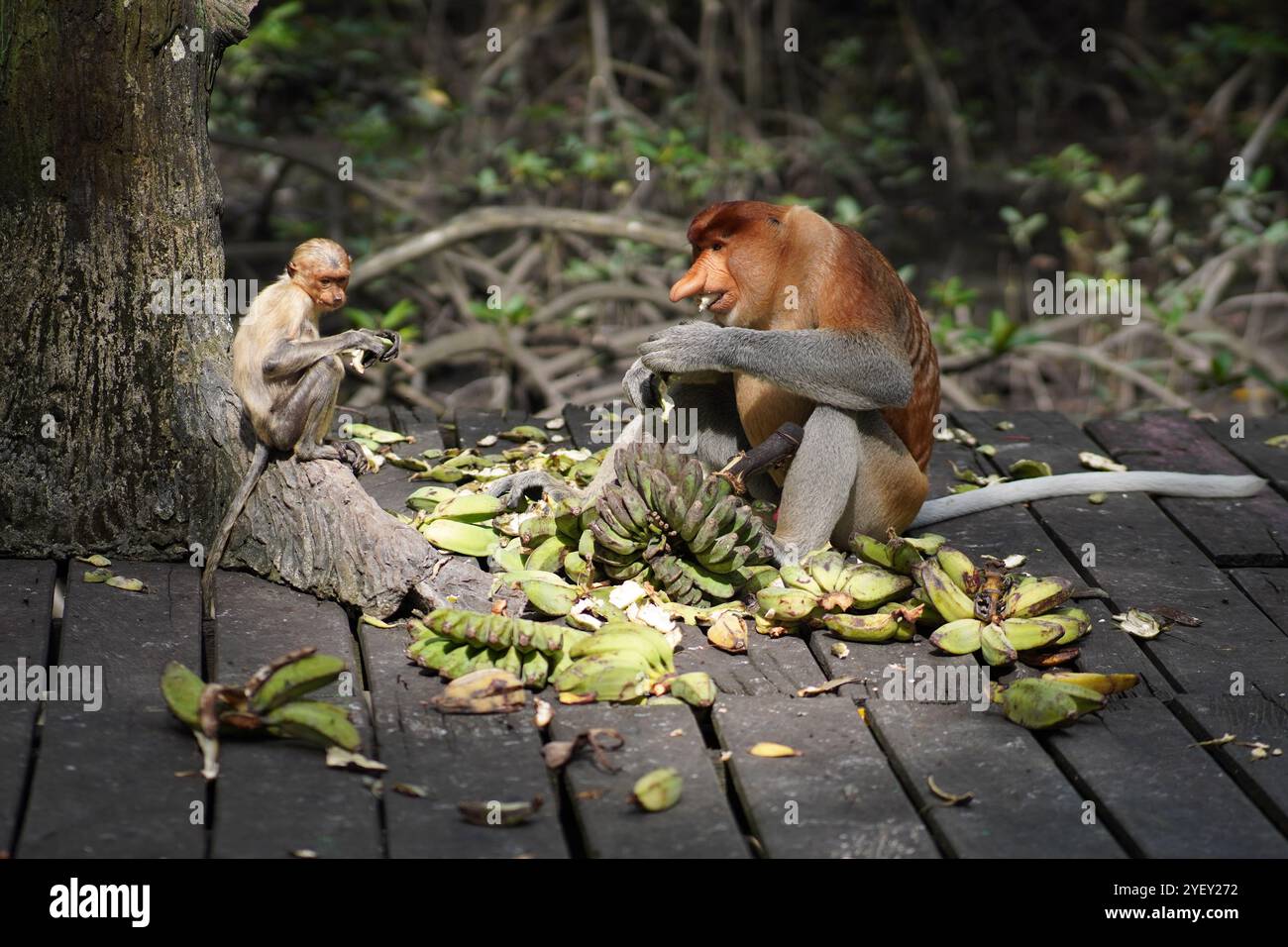 proboscis monkey in mangrove forest conservation area Stock Photo - Alamy