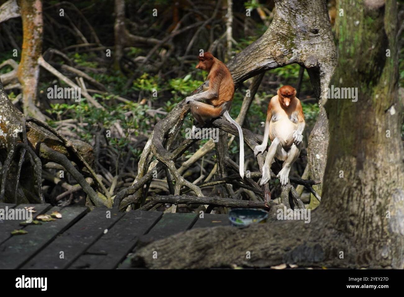 proboscis monkey in mangrove forest conservation area Stock Photo - Alamy