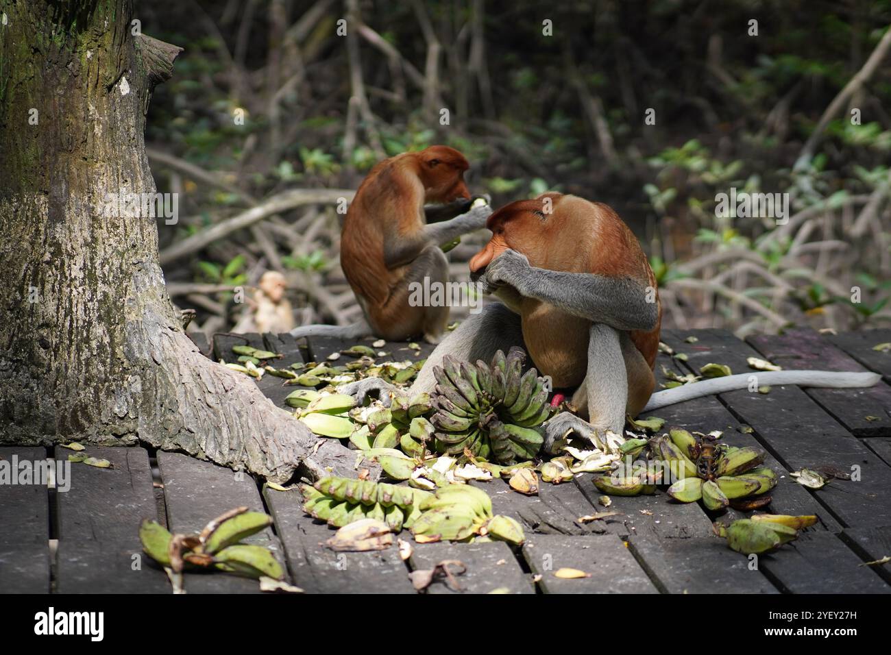 proboscis monkey in mangrove forest conservation area Stock Photo - Alamy