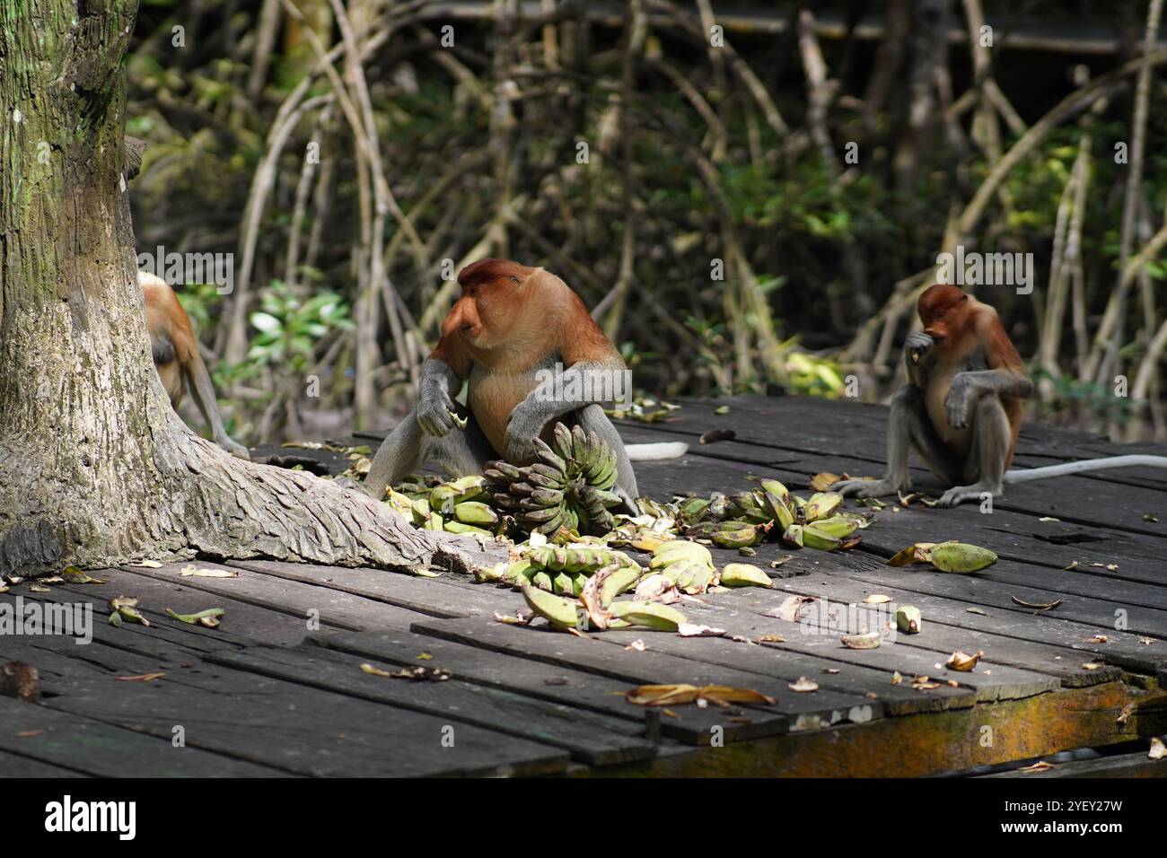 proboscis monkey in mangrove forest conservation area Stock Photo - Alamy
