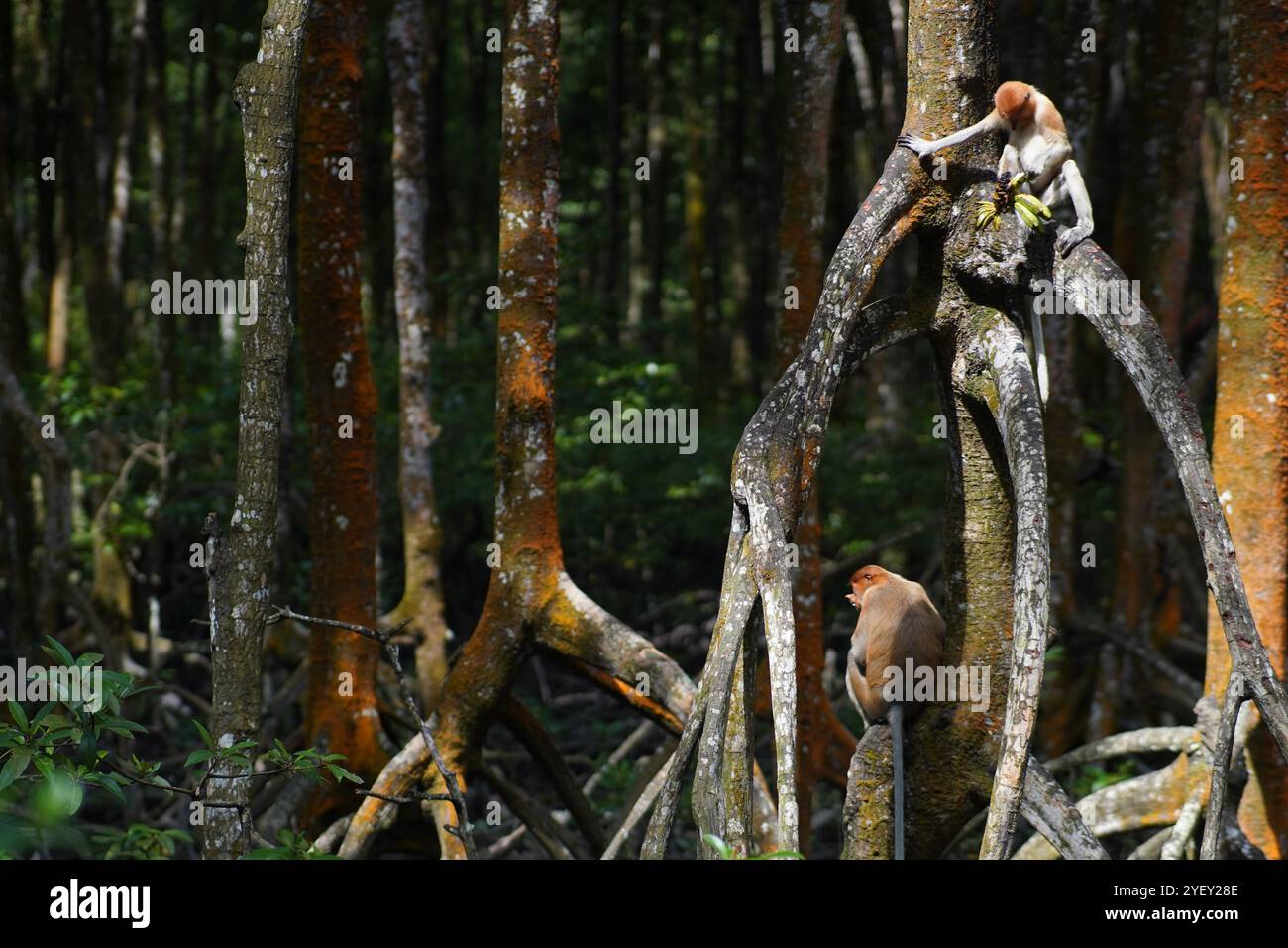 proboscis monkey in mangrove forest conservation area Stock Photo - Alamy