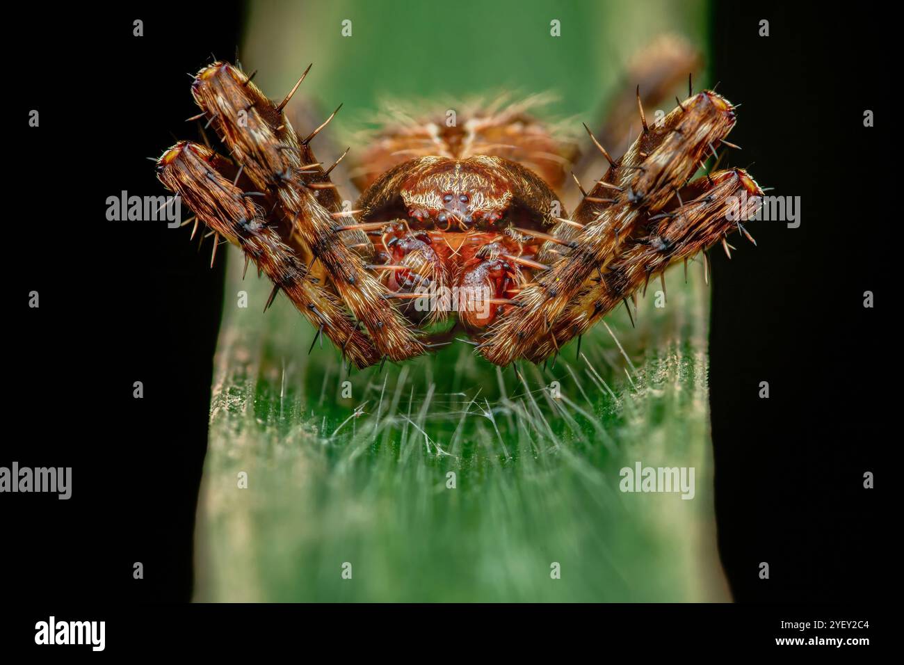 Macro photography of spiny orb-weaver spider resting on vibrant green ...