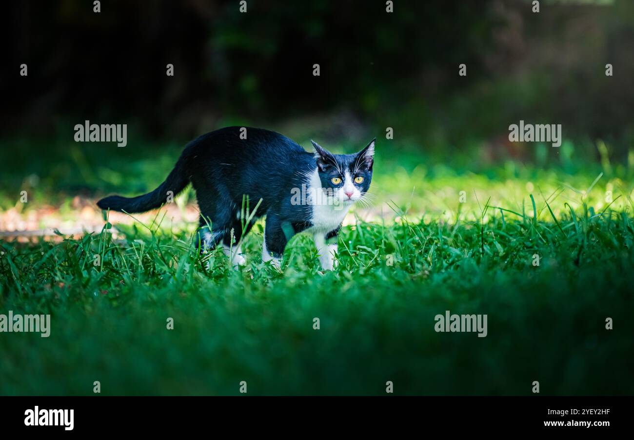 Black and white cat carefully walking through a field of lush green ...