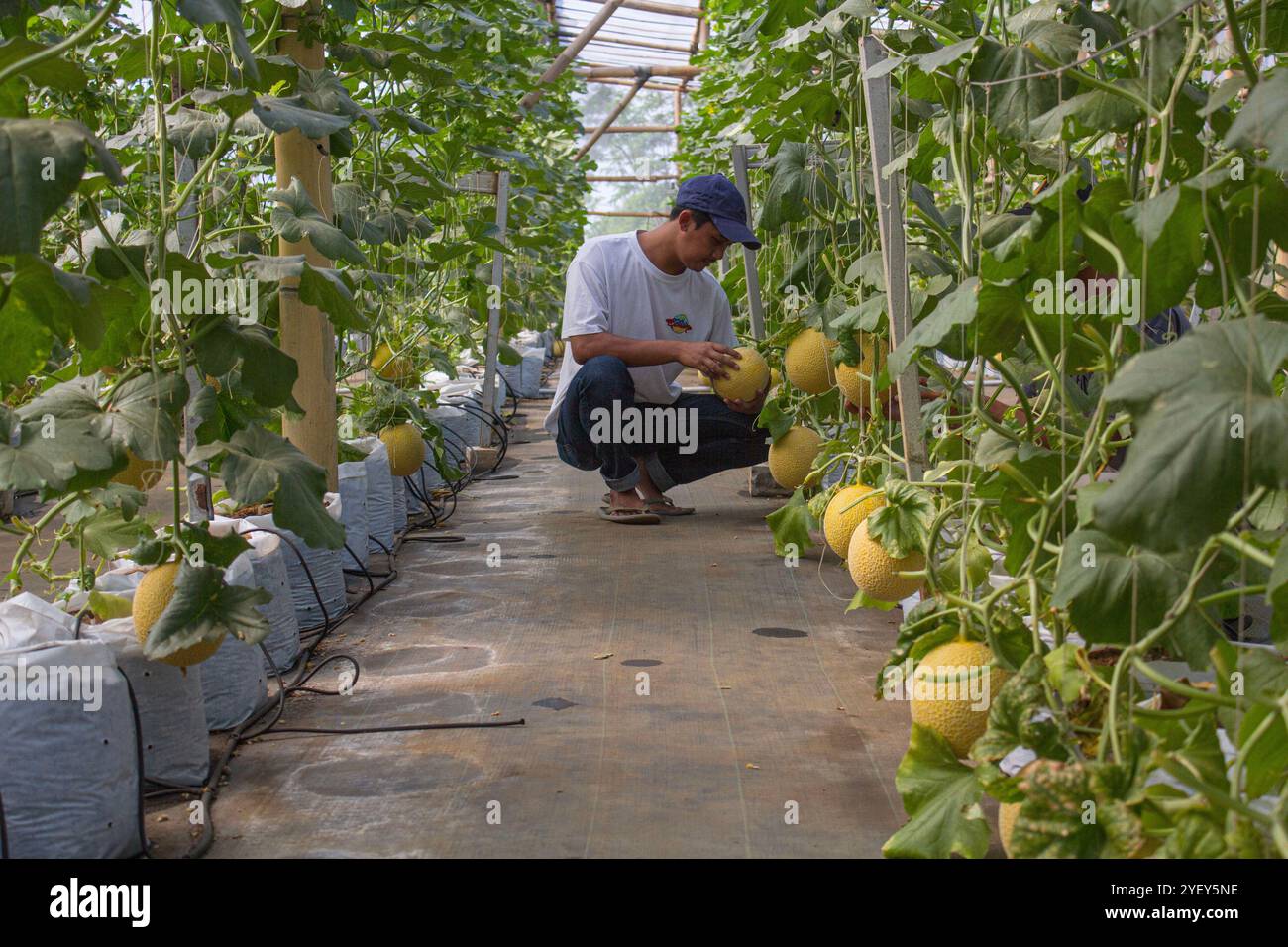 November 2, 2024, Tanjungsari, West Java, Indonesia: A worker harvest ...