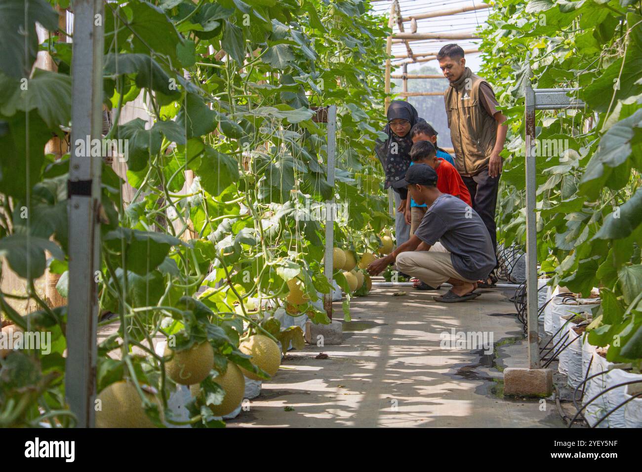 November 2, 2024, Tanjungsari, West Java, Indonesia: Buyers pick ...