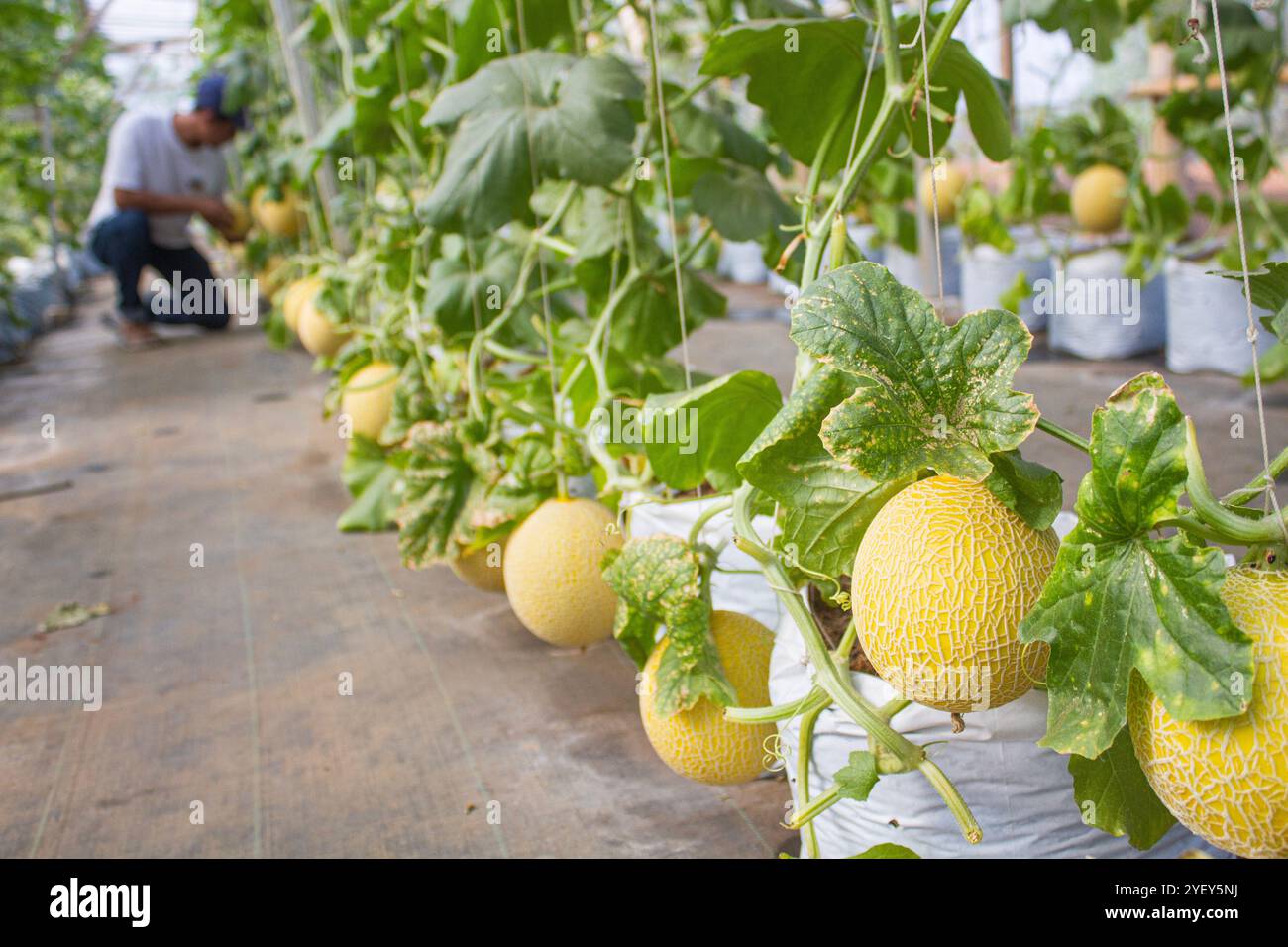 November 2, 2024, Tanjungsari, West Java, Indonesia: A worker takes ...