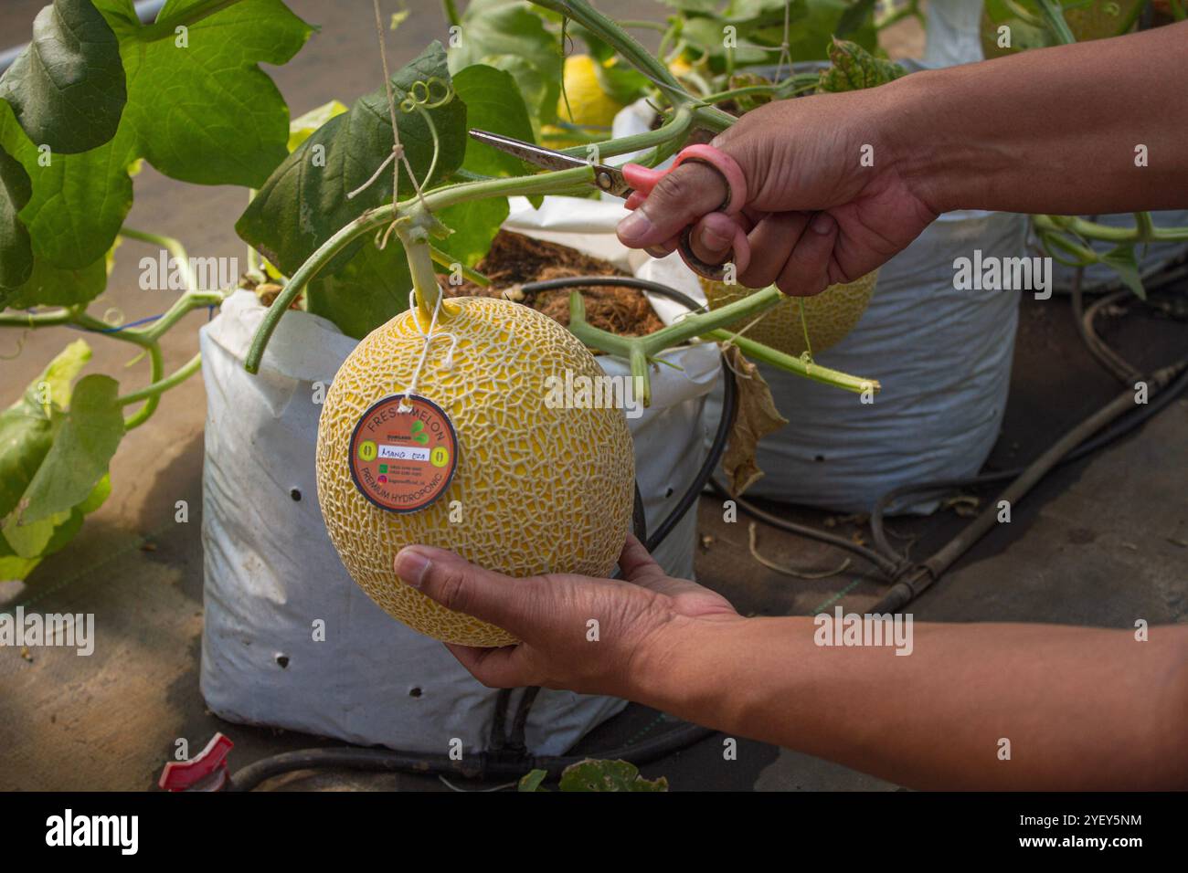 November 2, 2024, Tanjungsari, West Java, Indonesia: A worker harvest ...