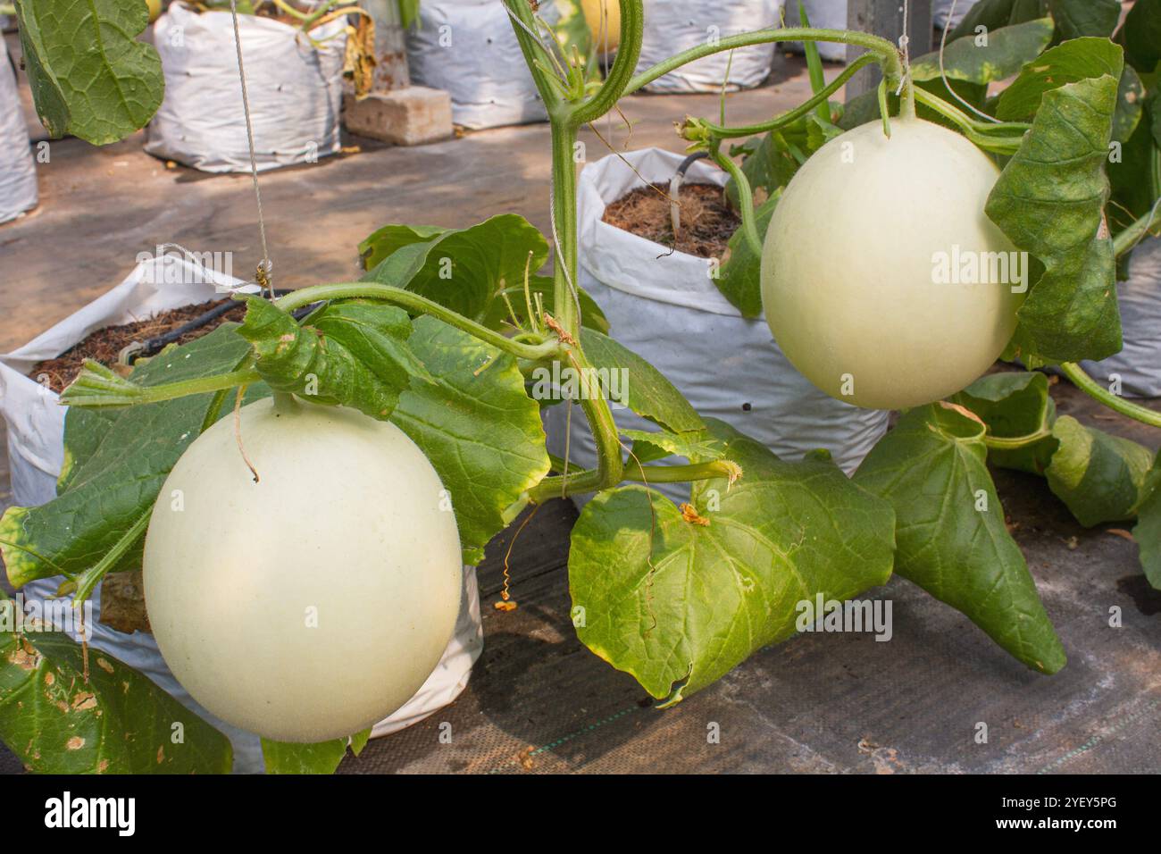 Inthanon melons hi-res stock photography and images - Alamy
