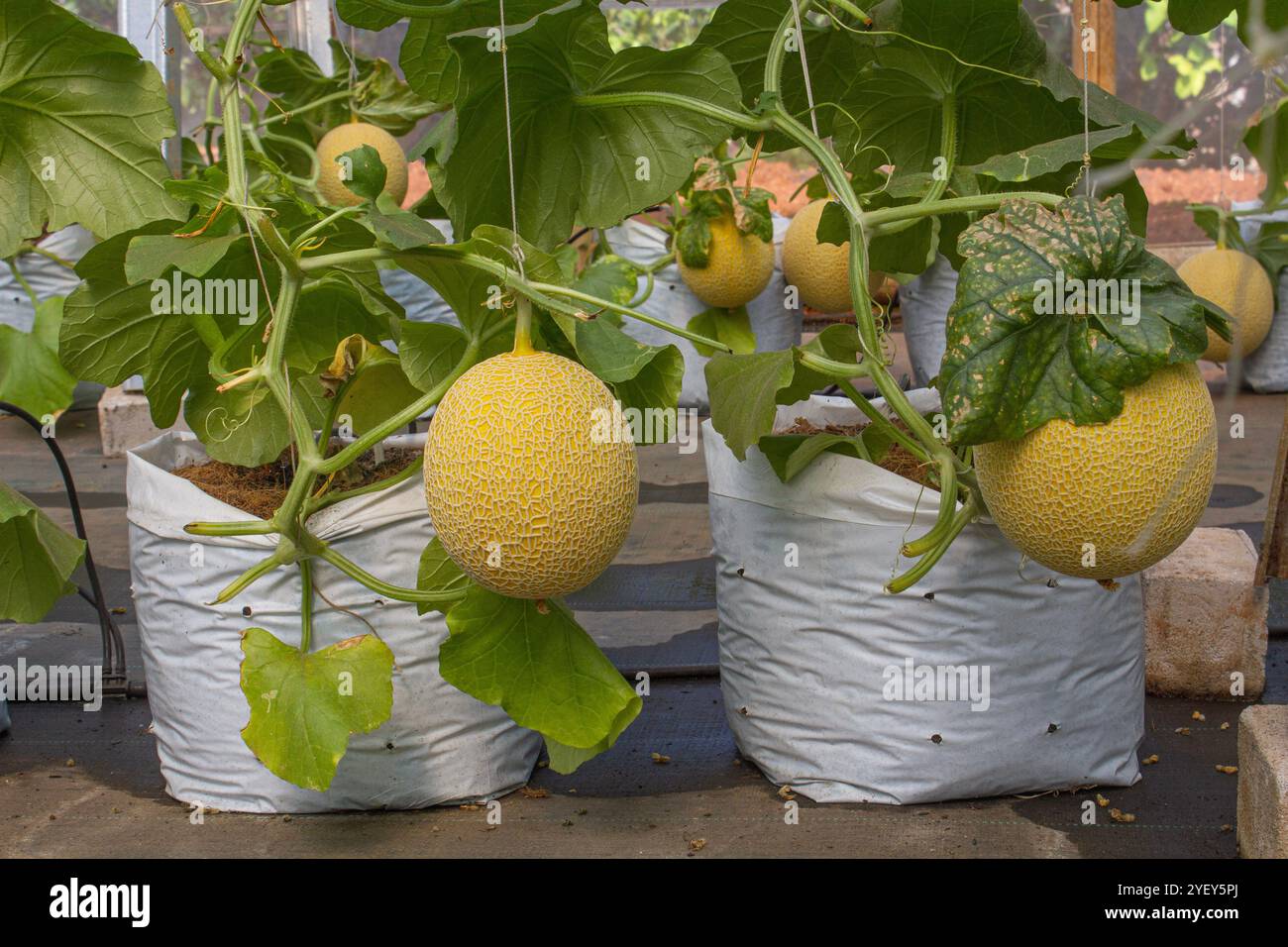 November 2, 2024, Tanjungsari, West Java, Indonesia: Inthanon Melons ...