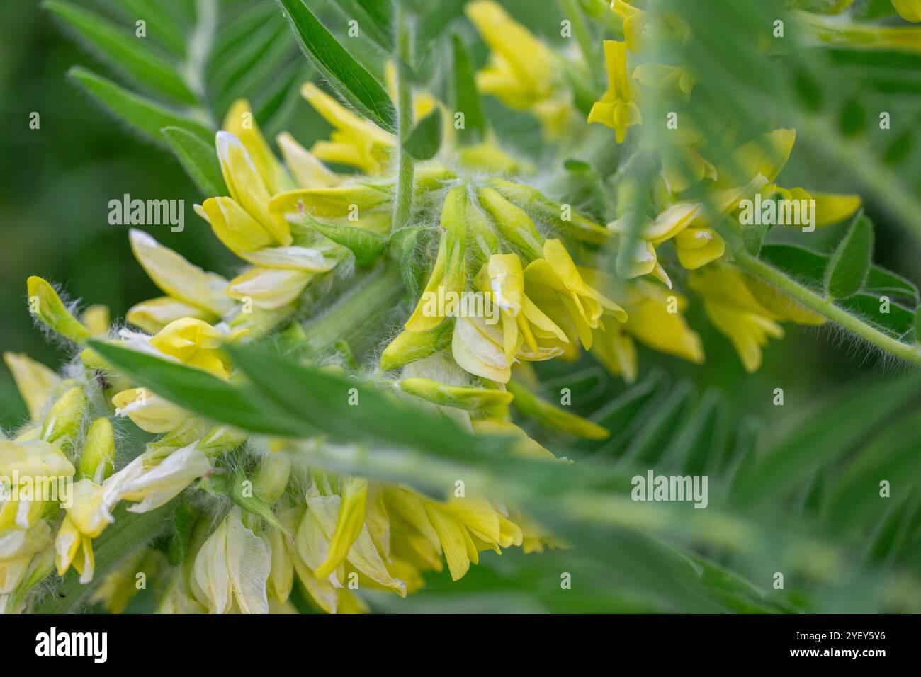 Astragalus close-up. Also called milk vetch, goat's-thorn or vine-like ...