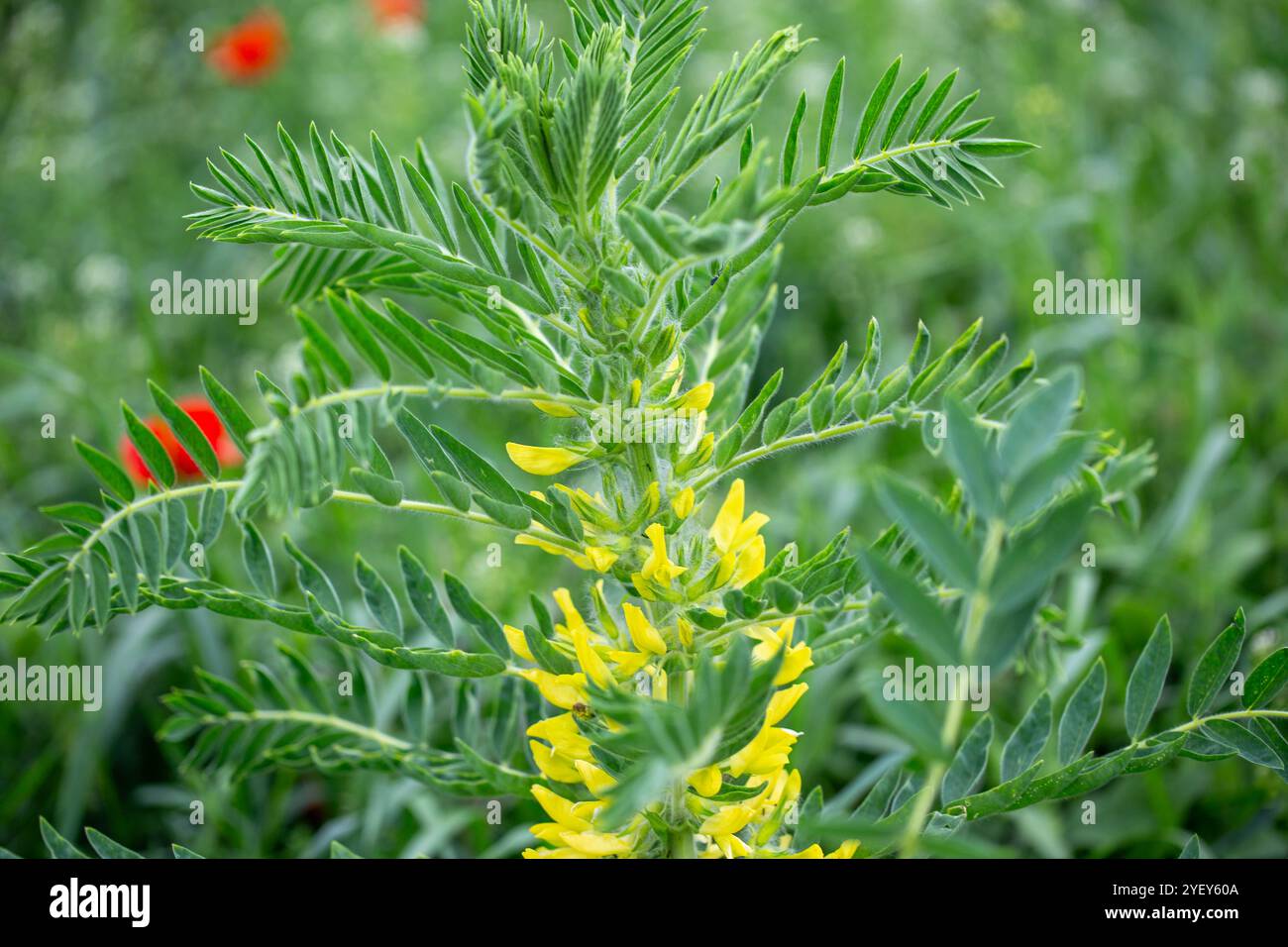 Astragalus close-up. Also called milk vetch, goat's-thorn or vine-like ...