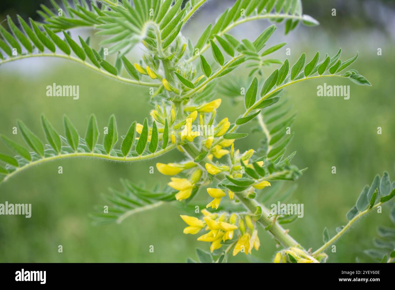 Astragalus close-up. Also called milk vetch, goat's-thorn or vine-like ...