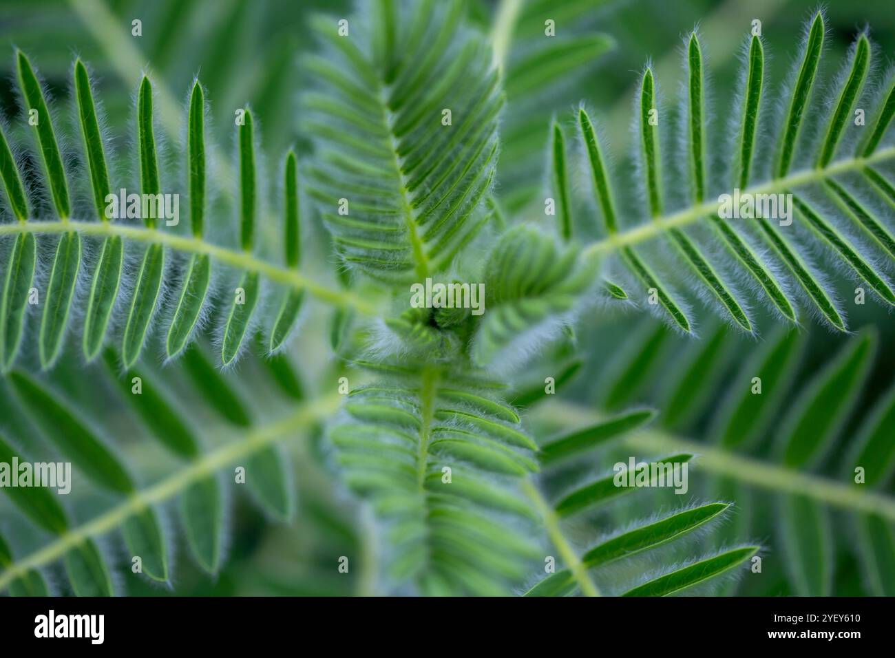 Astragalus close-up. Also called milk vetch, goat's-thorn or vine-like ...
