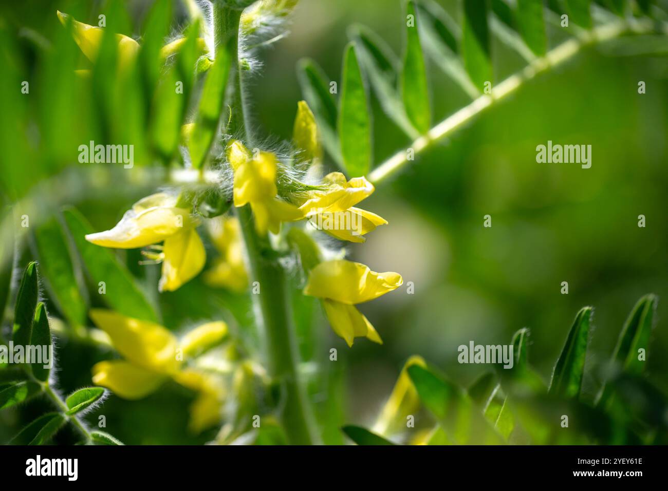Astragalus close-up. Also called milk vetch, goat's-thorn or vine-like ...