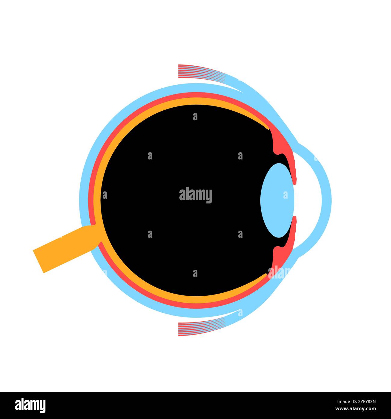Illustration of the eye anatomy. The structure of the eye includes ...