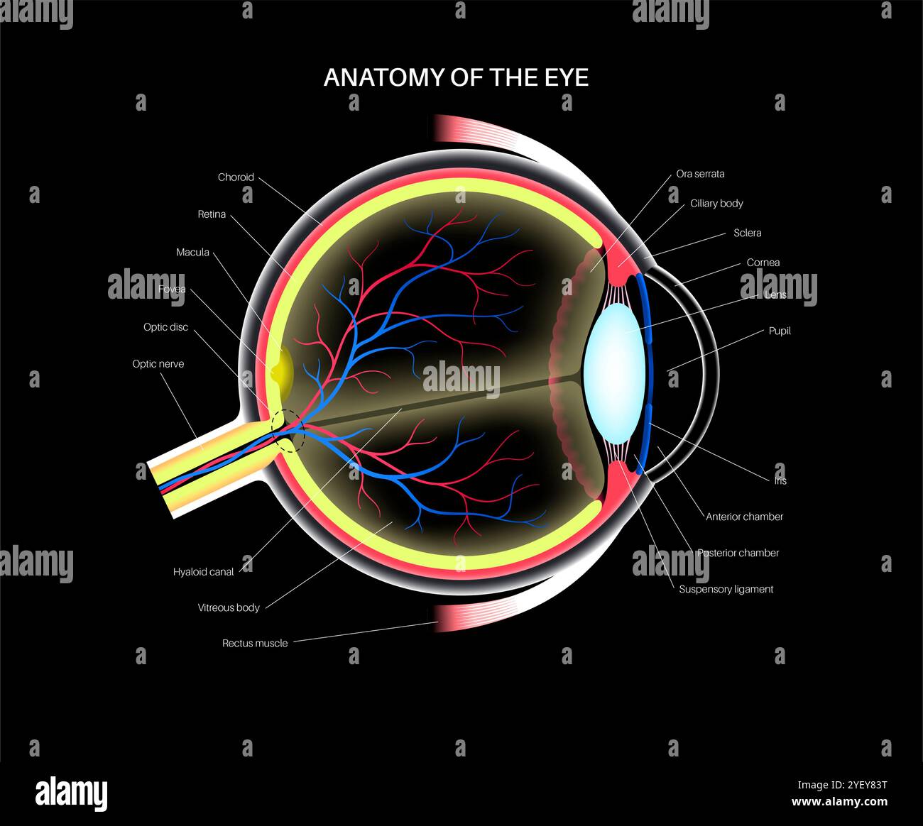 Illustration of the eye anatomy. The structure of the eye includes three different layers. The ...