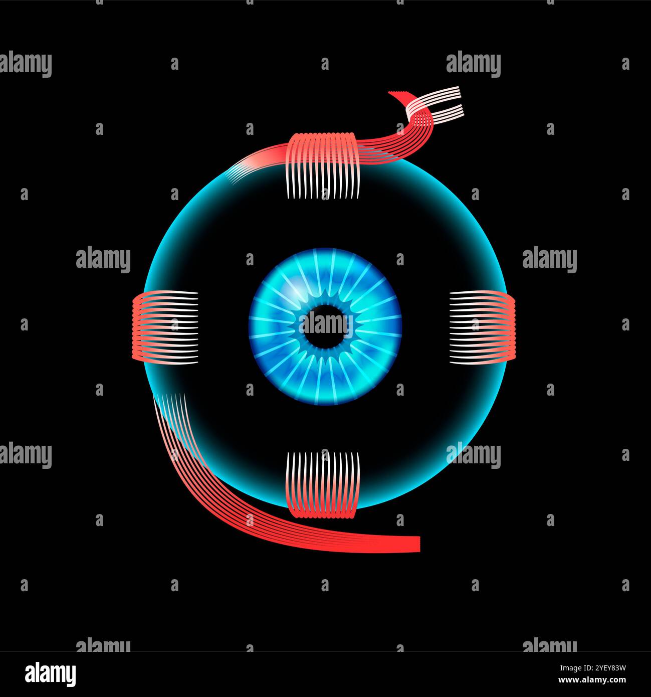 Illustration of the extraocular muscles anatomy. These muscles control ...