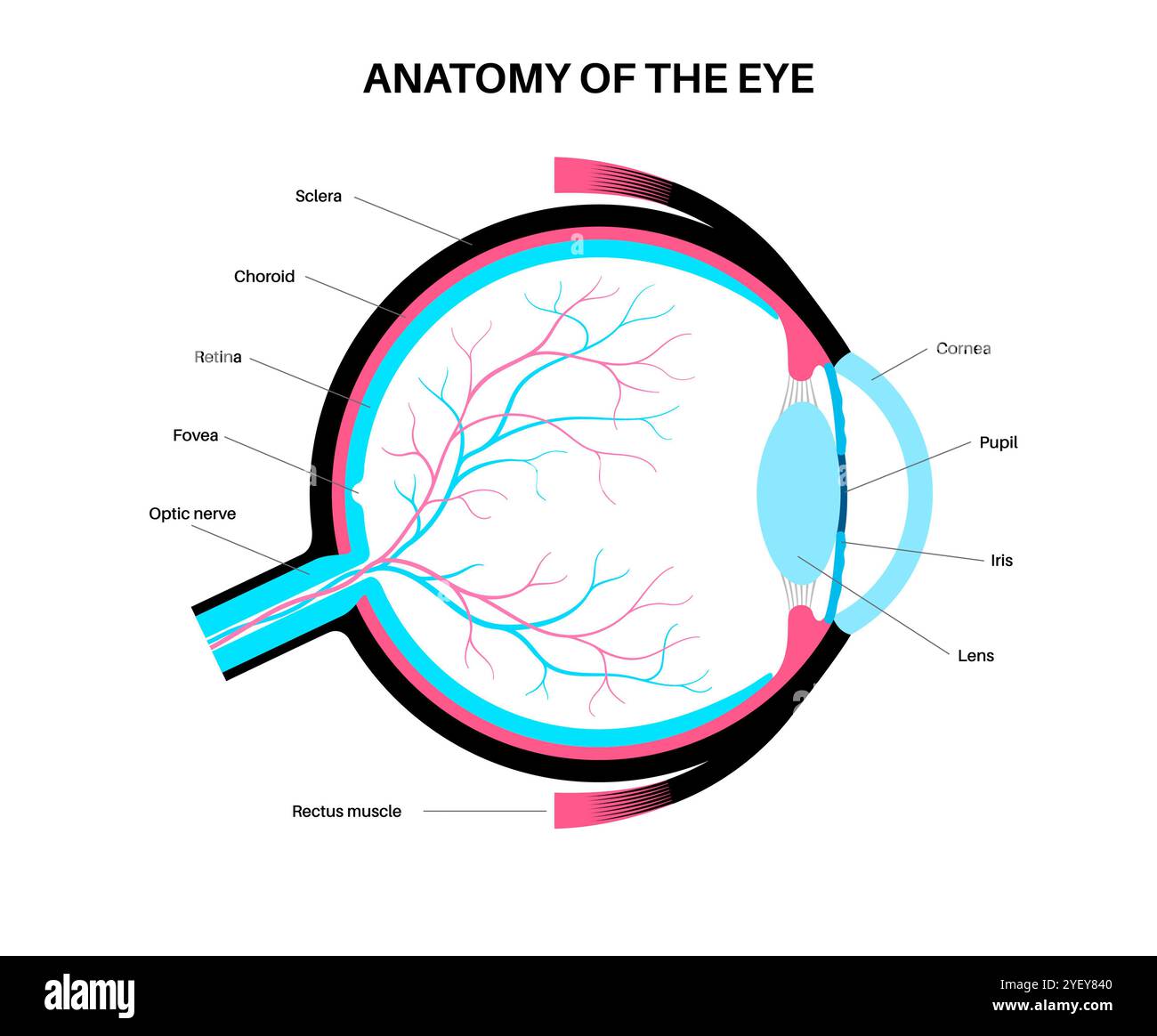 External Anatomy Of Eye