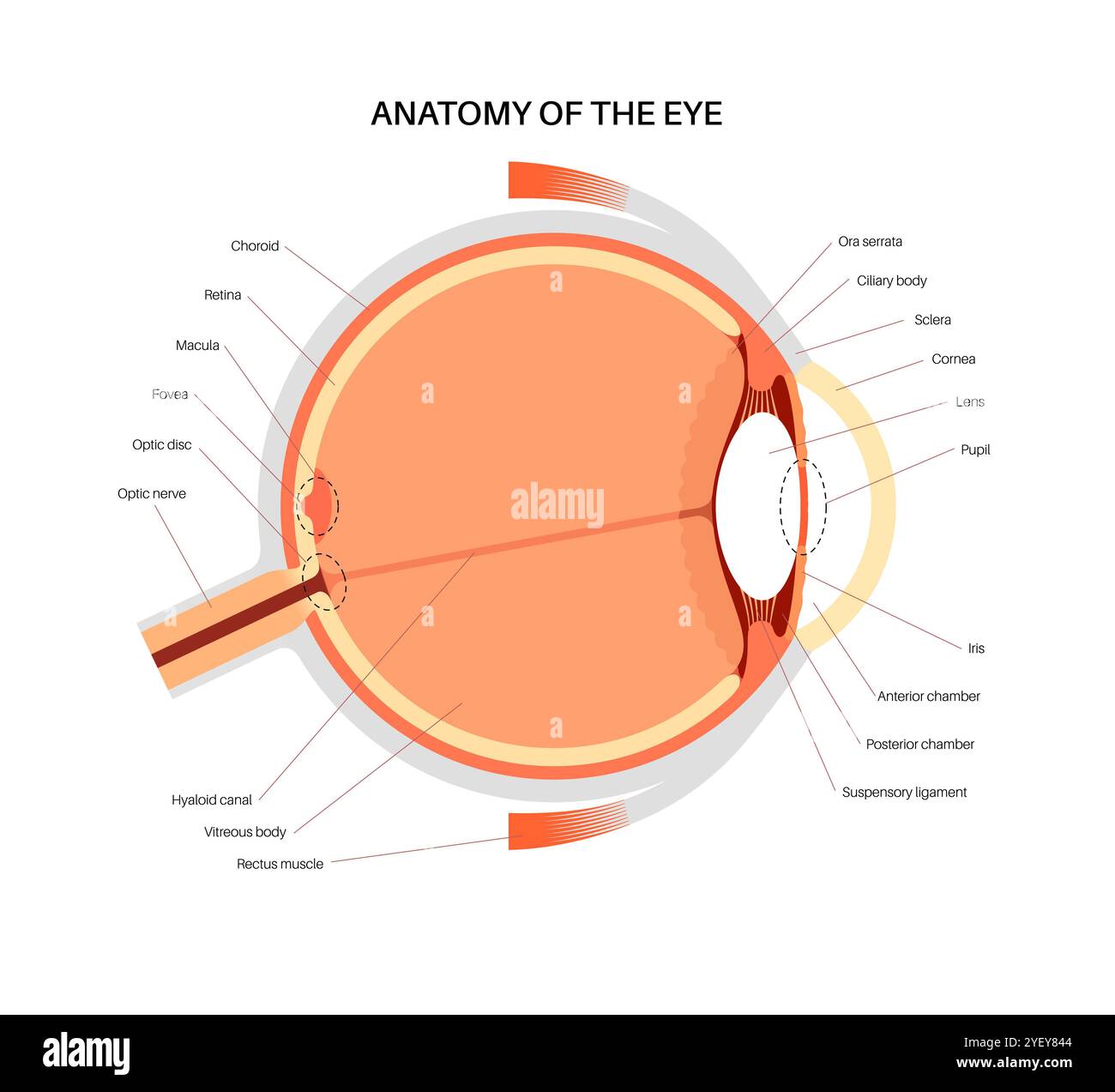 Illustration of the eye anatomy. The structure of the eye includes ...