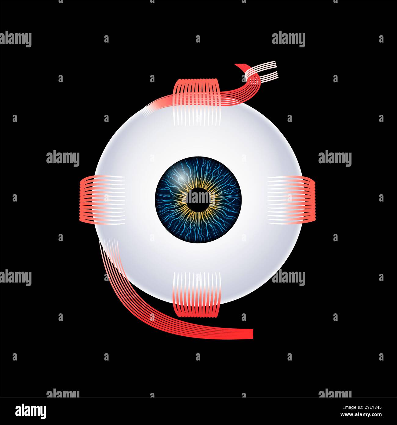 Illustration of the extraocular muscles anatomy. These muscles control ...