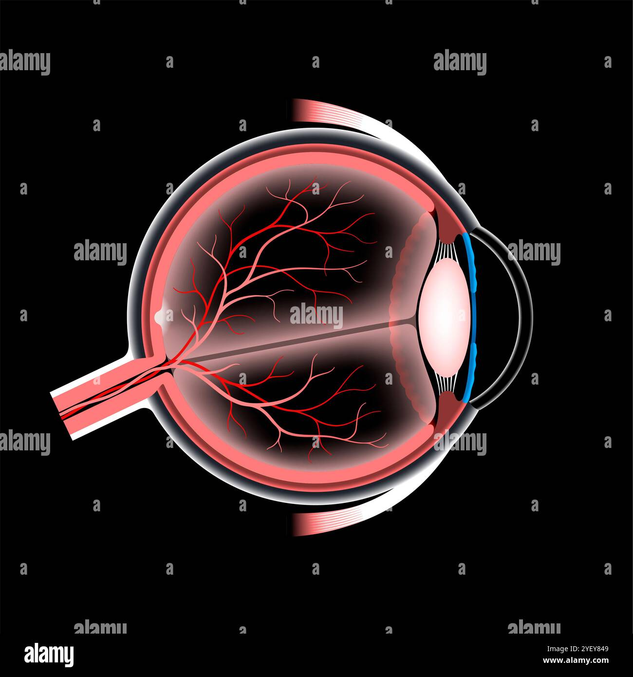 Illustration of the eye anatomy. The structure of the eye includes ...