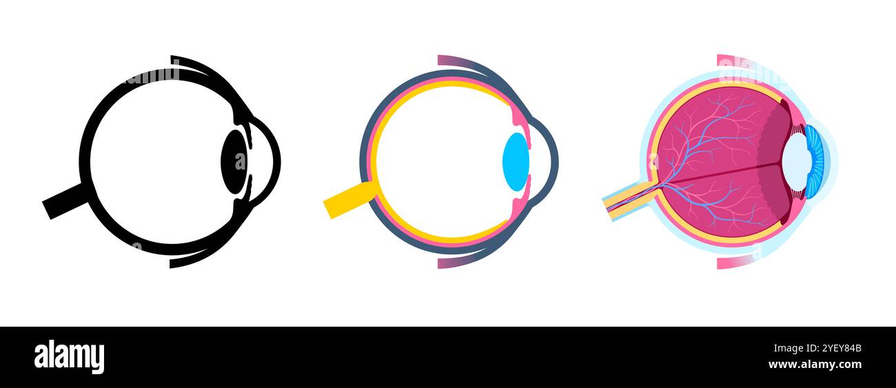 Illustration of the eye anatomy. The structure of the eye includes ...