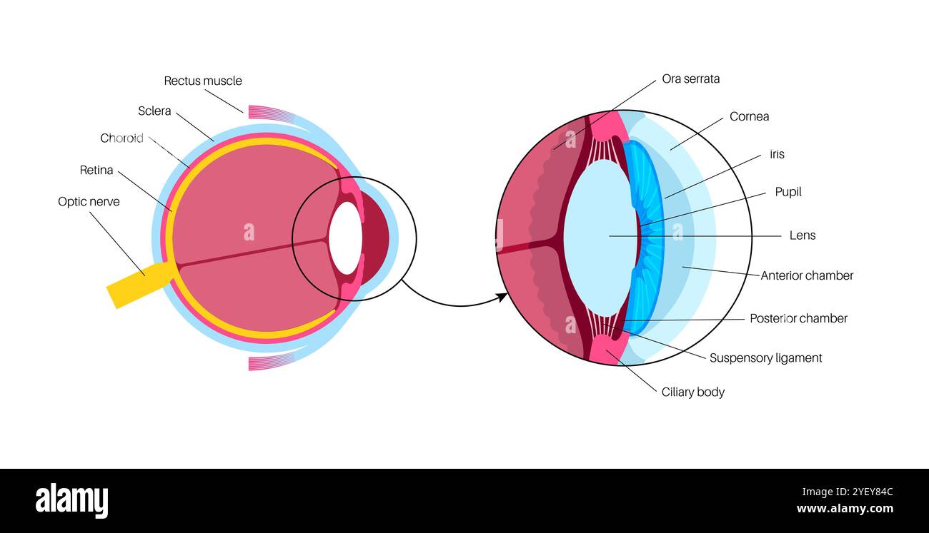 Illustration of the eye anatomy. The structure of the eye includes three different layers. The ...
