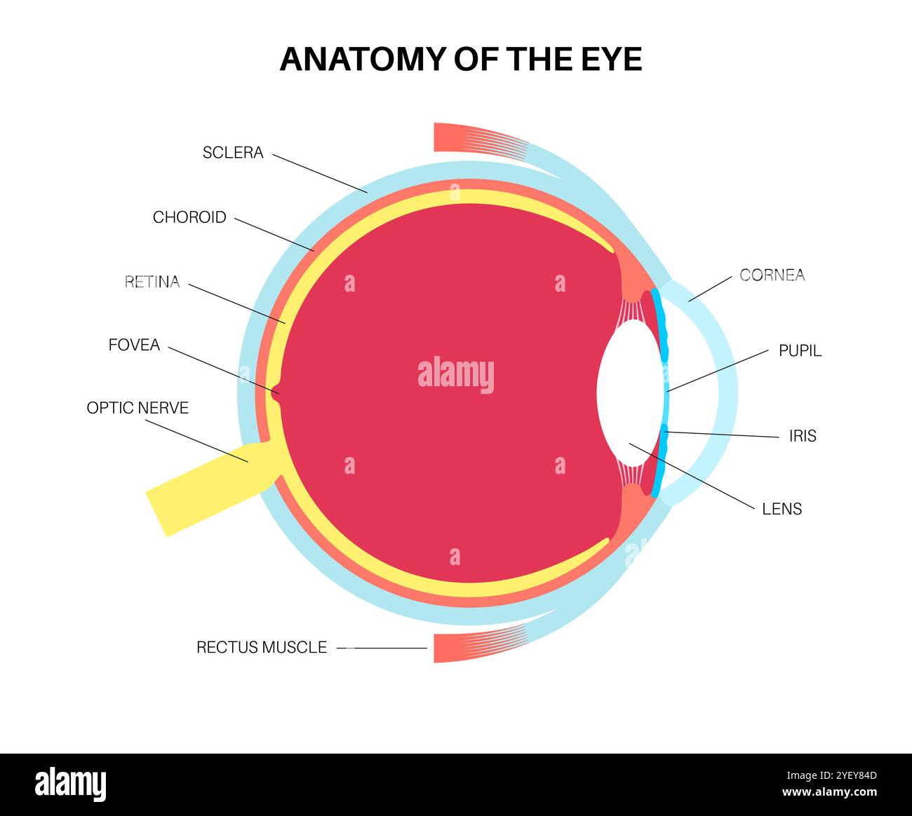 Illustration of the eye anatomy. The structure of the eye includes ...