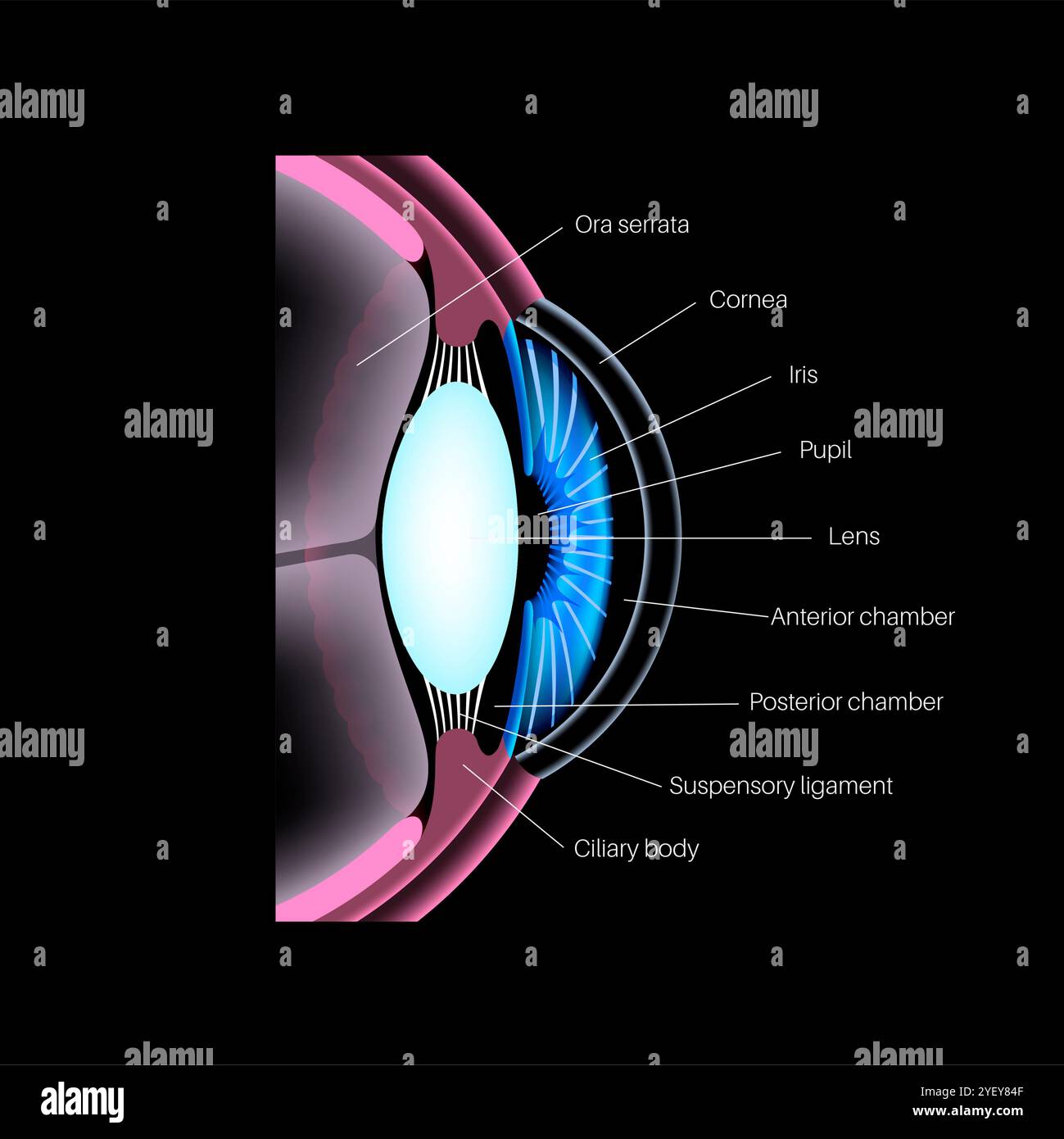 Illustration of the eye anatomy. The structure of the eye includes ...