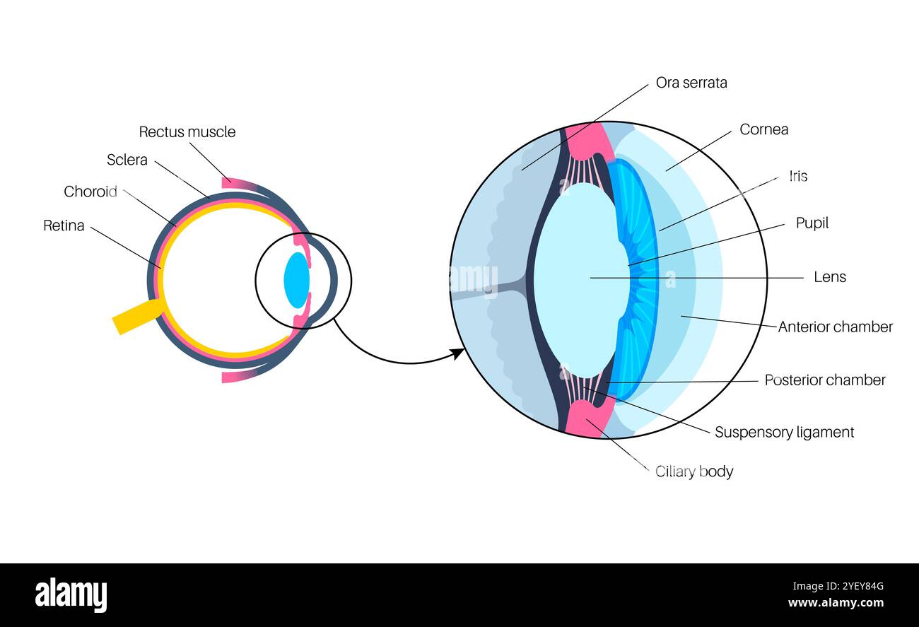 Different parts labeled hi-res stock photography and images - Alamy