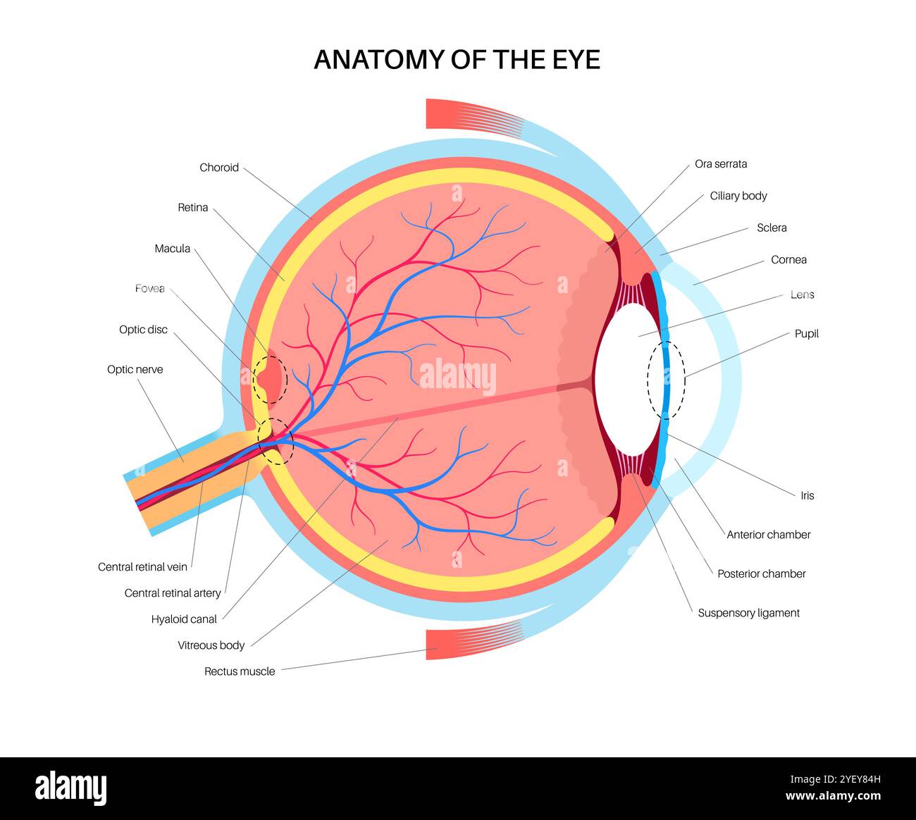 External Anatomy Of Eye