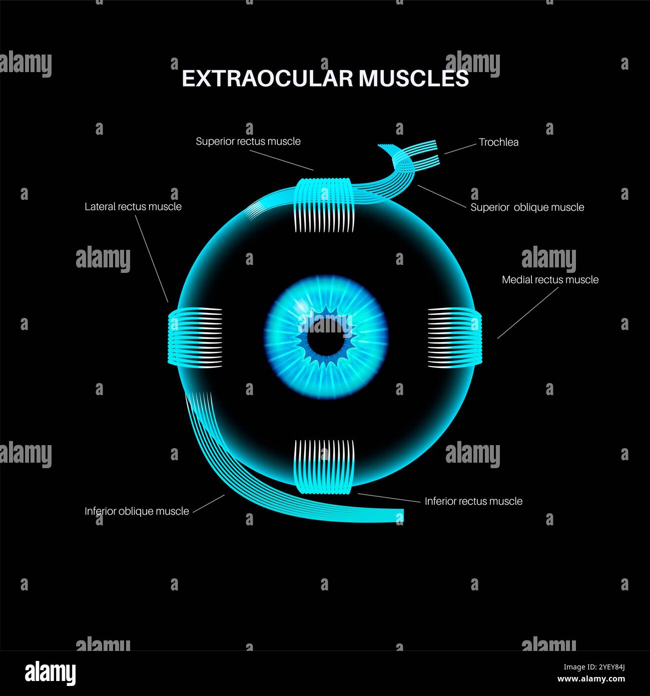 Illustration of the extraocular muscles anatomy. These muscles control ...