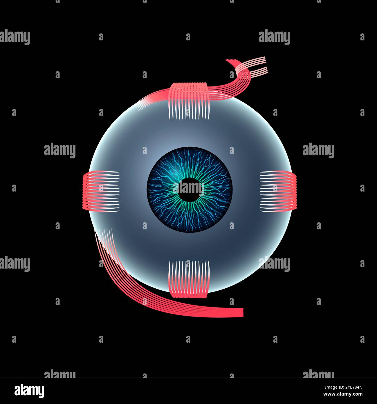 Illustration of the extraocular muscles anatomy. These muscles control ...