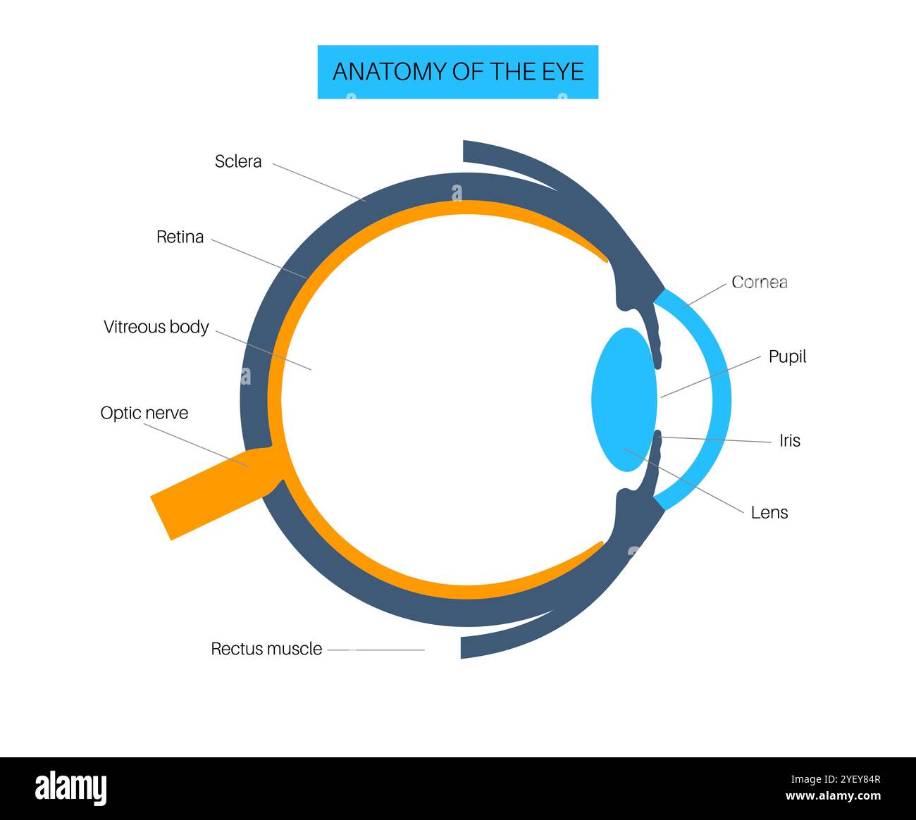 Illustration of the eye anatomy. The structure of the eye includes ...
