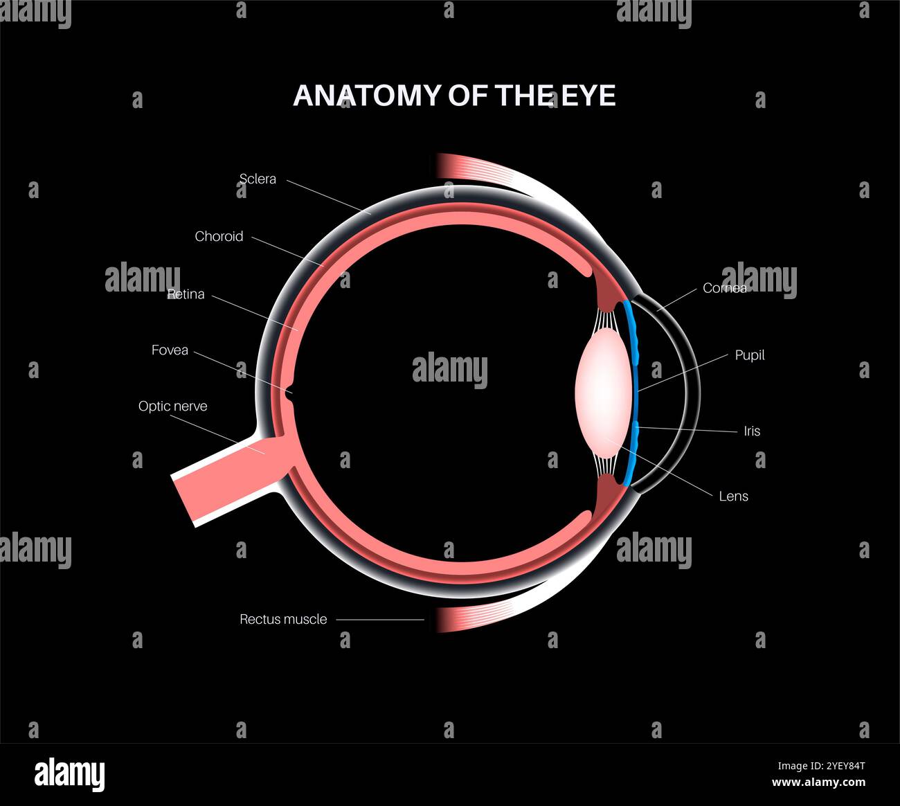 Illustration of the eye anatomy. The structure of the eye includes ...