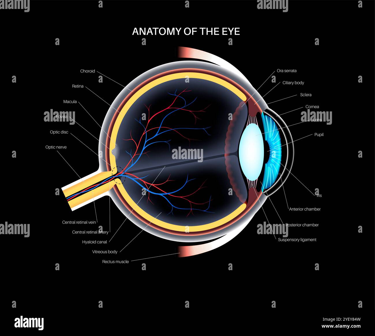 Illustration of the eye anatomy. The structure of the eye includes ...
