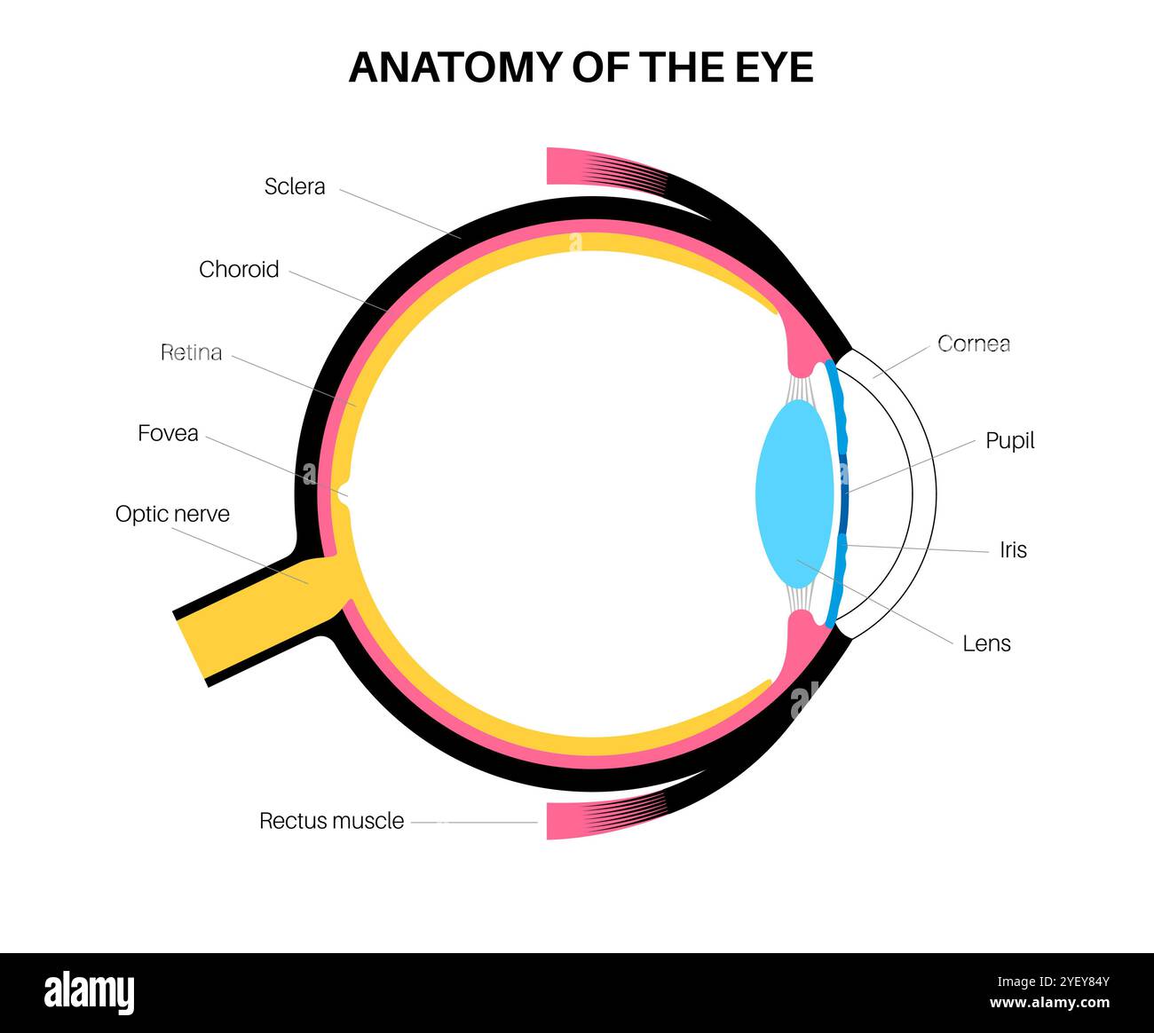 Illustration of the eye anatomy. The structure of the eye includes ...