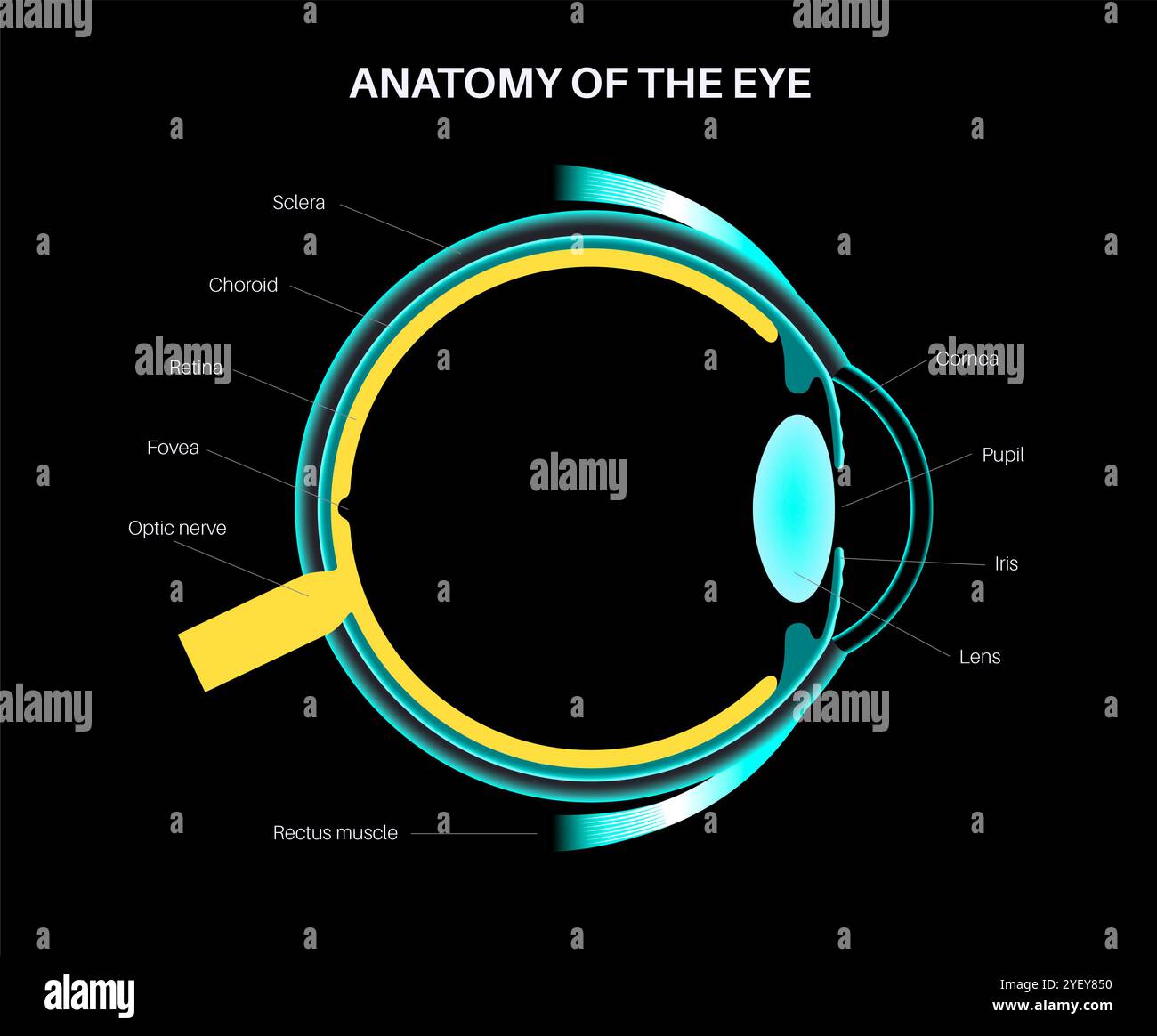 Internal Structure Of The Eye Ciliary Body Information | Mount Sinai
