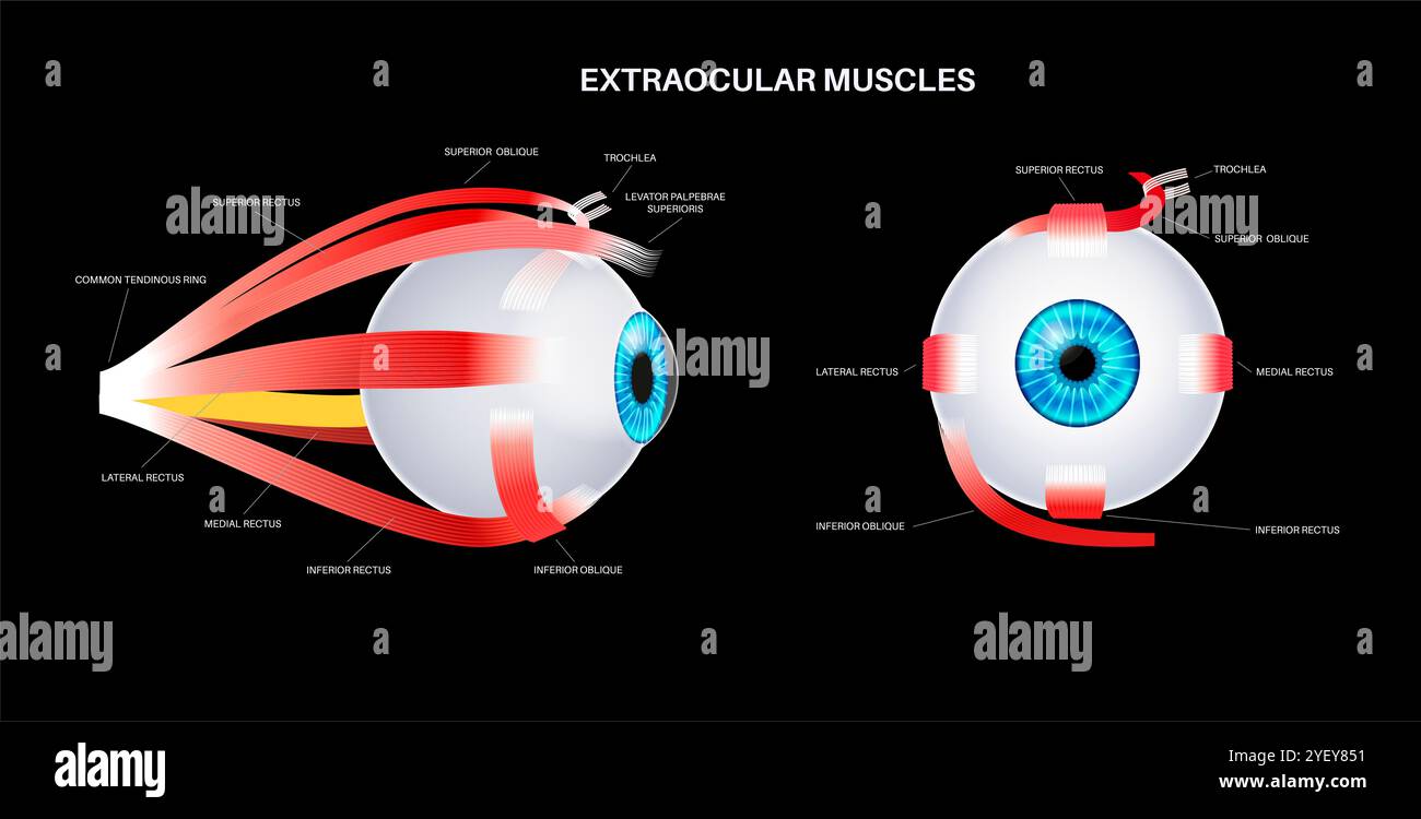 Illustration of the extraocular muscles anatomy. These muscles control ...