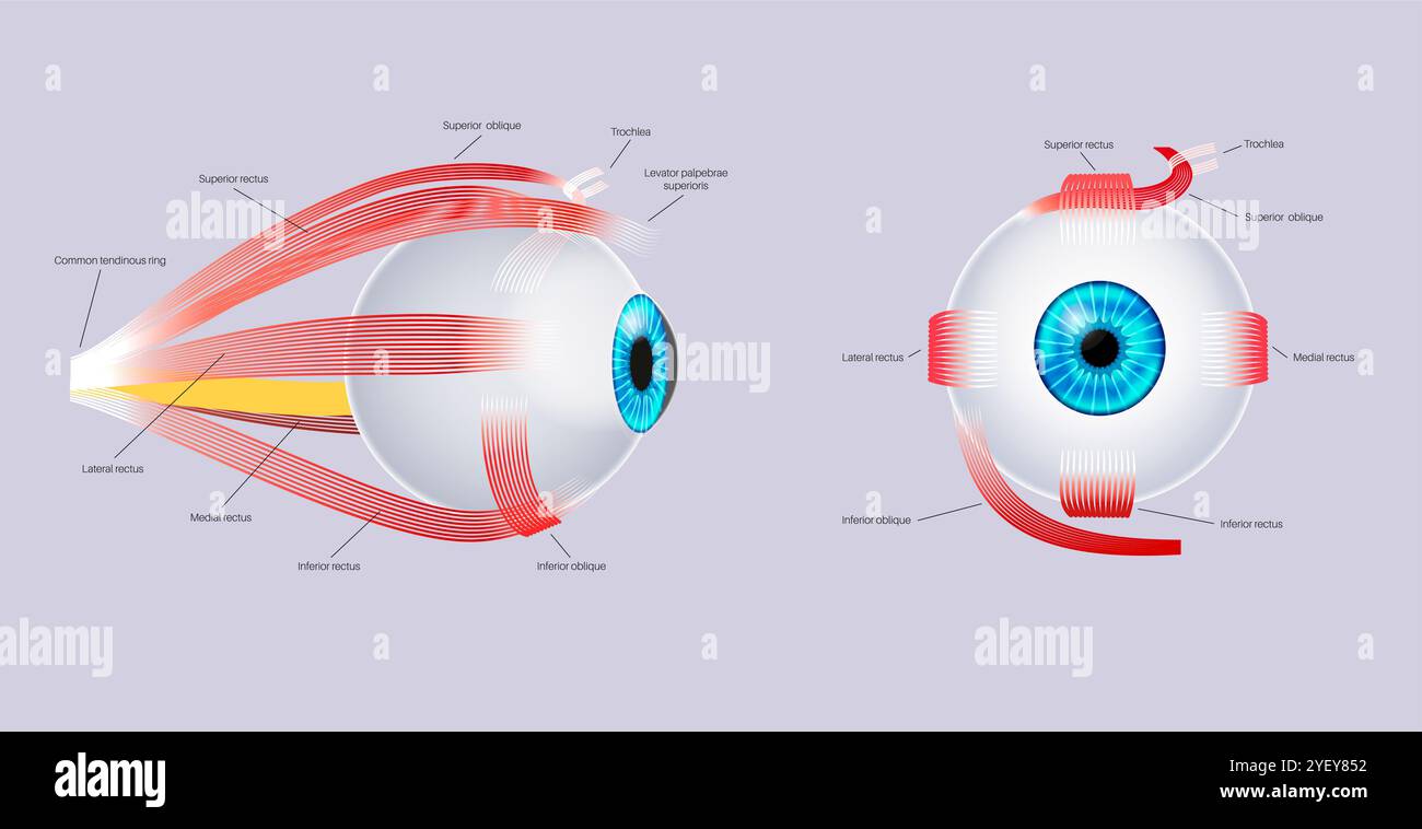 Illustration of the extraocular muscles anatomy. These muscles control ...