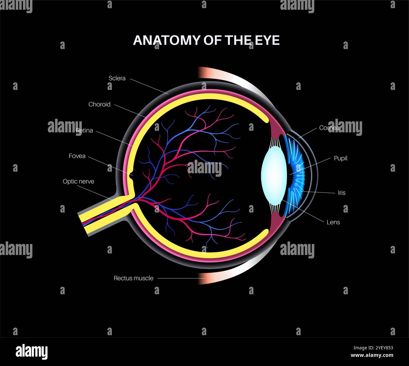 Human anatomical chart of blood vessels hi-res stock photography and ...