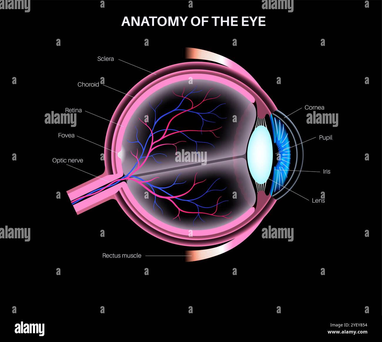 Internal Anatomy Of Eye