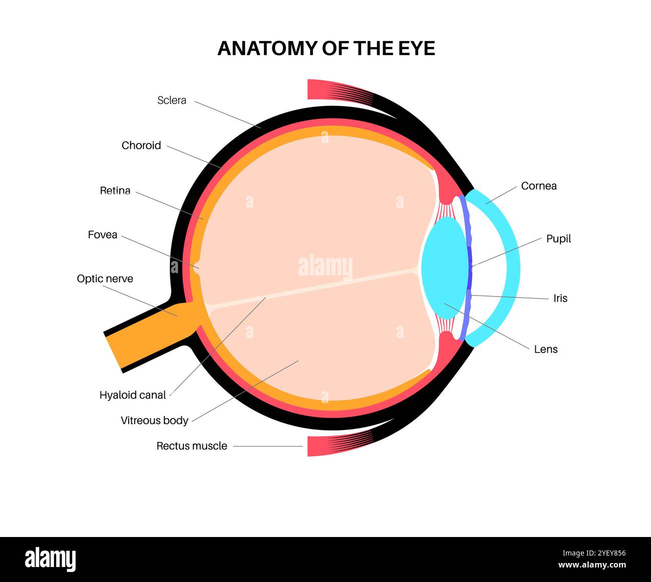 Illustration of the eye anatomy. The structure of the eye includes three different layers. The ...