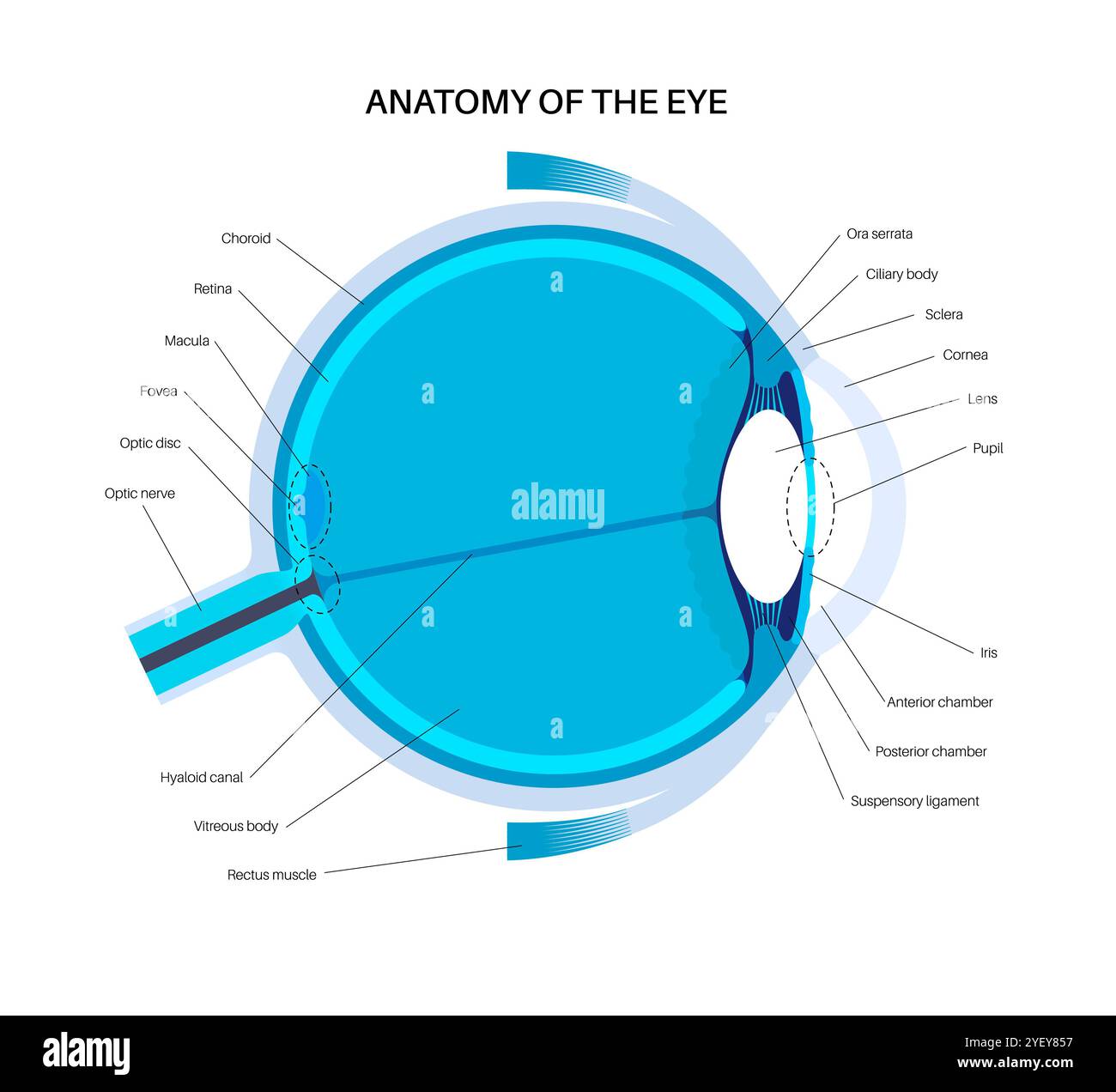 External Parts Of The Eye
