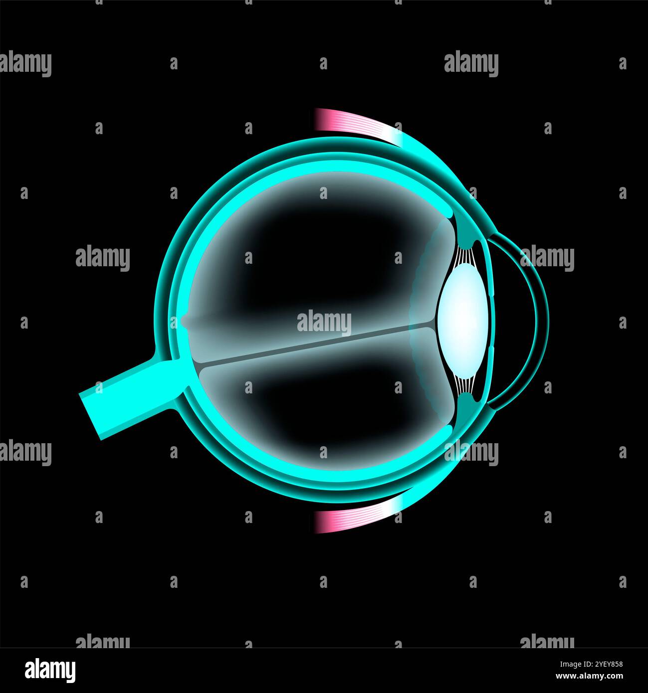 Illustration of the eye anatomy. The structure of the eye includes ...