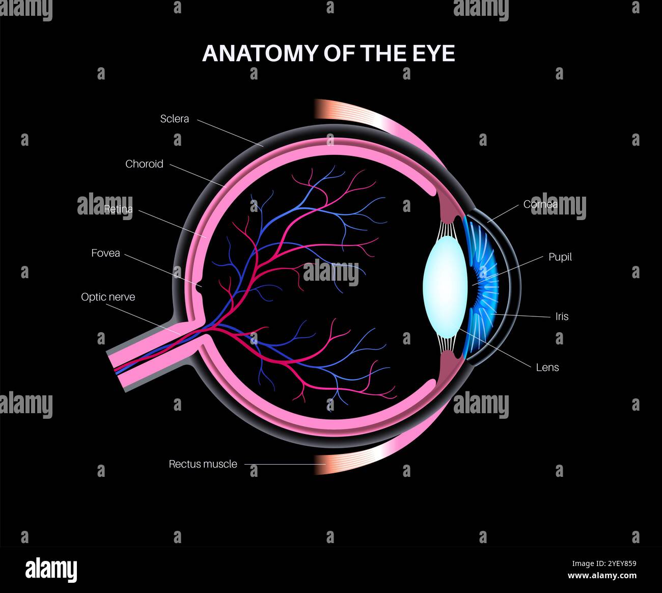 Illustration of the eye anatomy. The structure of the eye includes ...