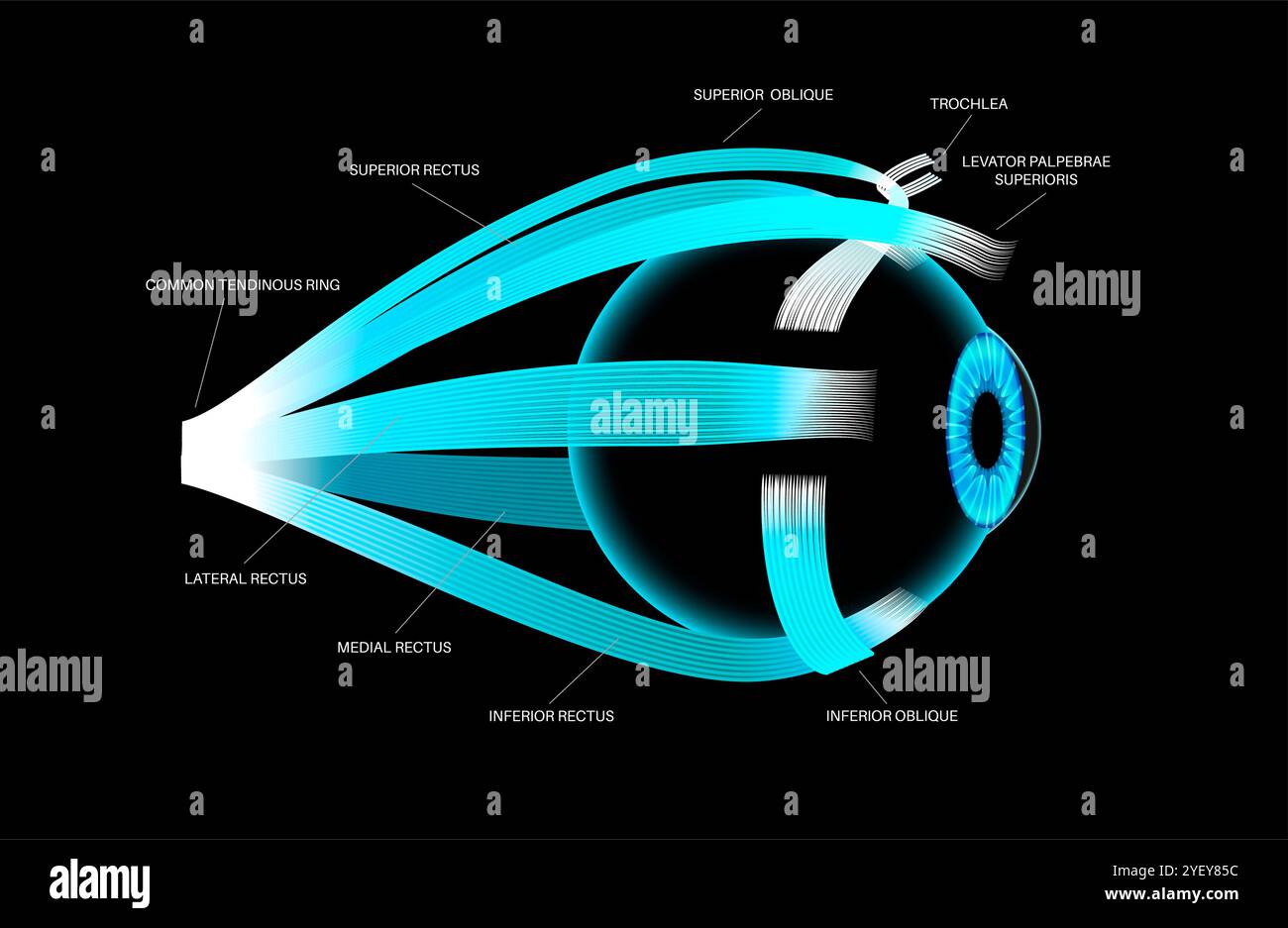 Illustration of the extraocular muscles anatomy. These muscles control ...